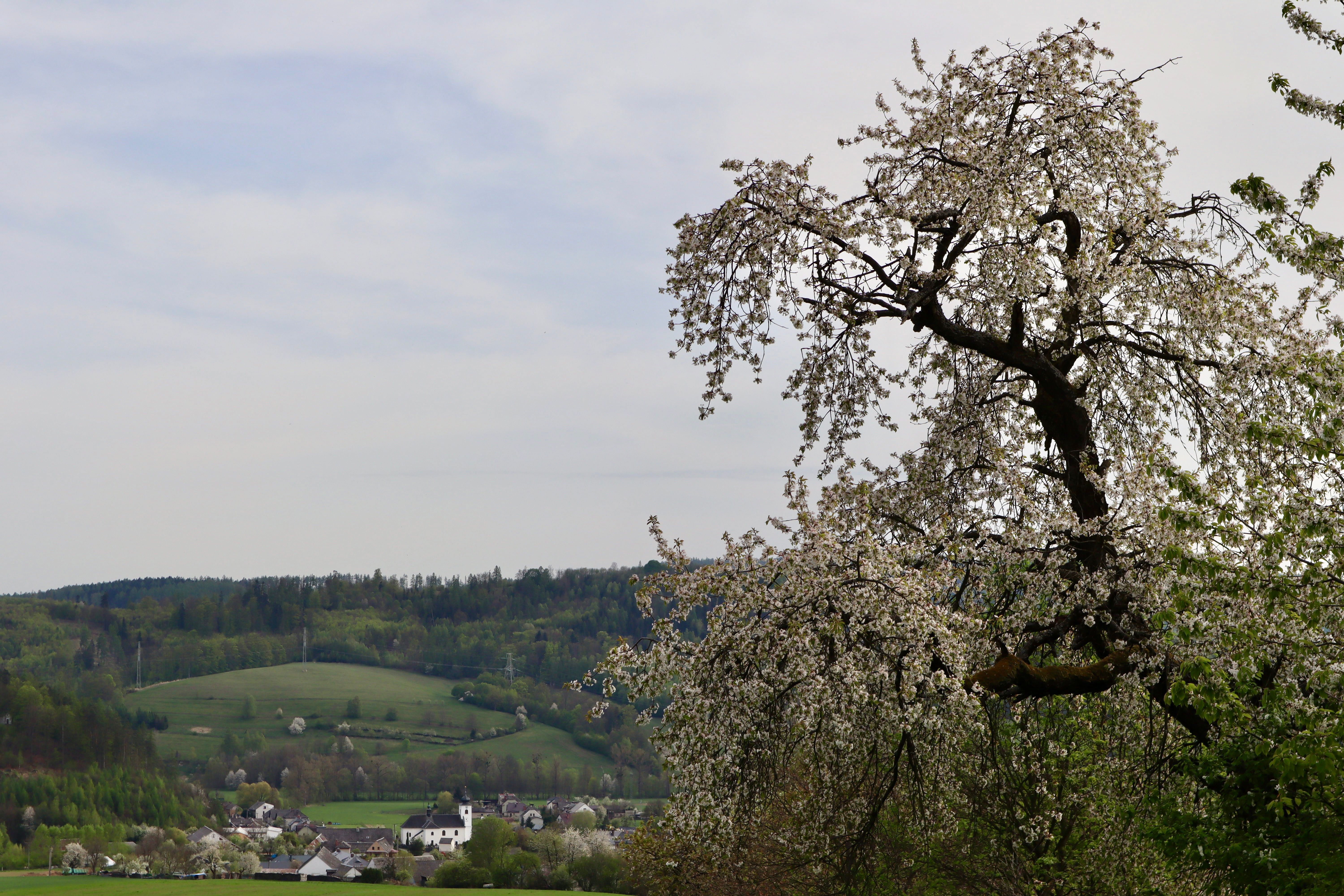 Scenic View of Blooming Tree and Countryside Village · Free Stock Photo