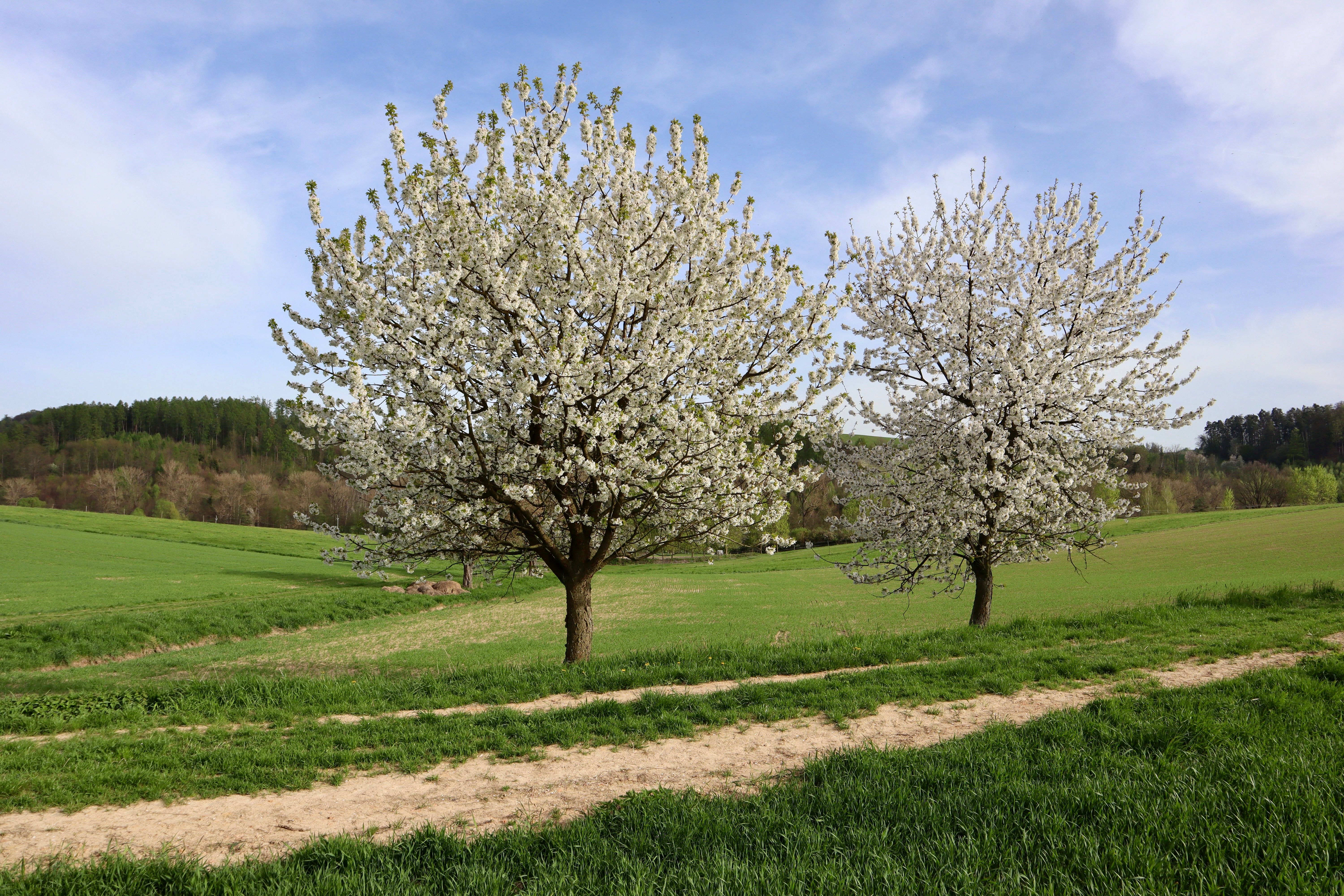 Beautiful Spring Blossom Trees in Green Field · Free Stock Photo