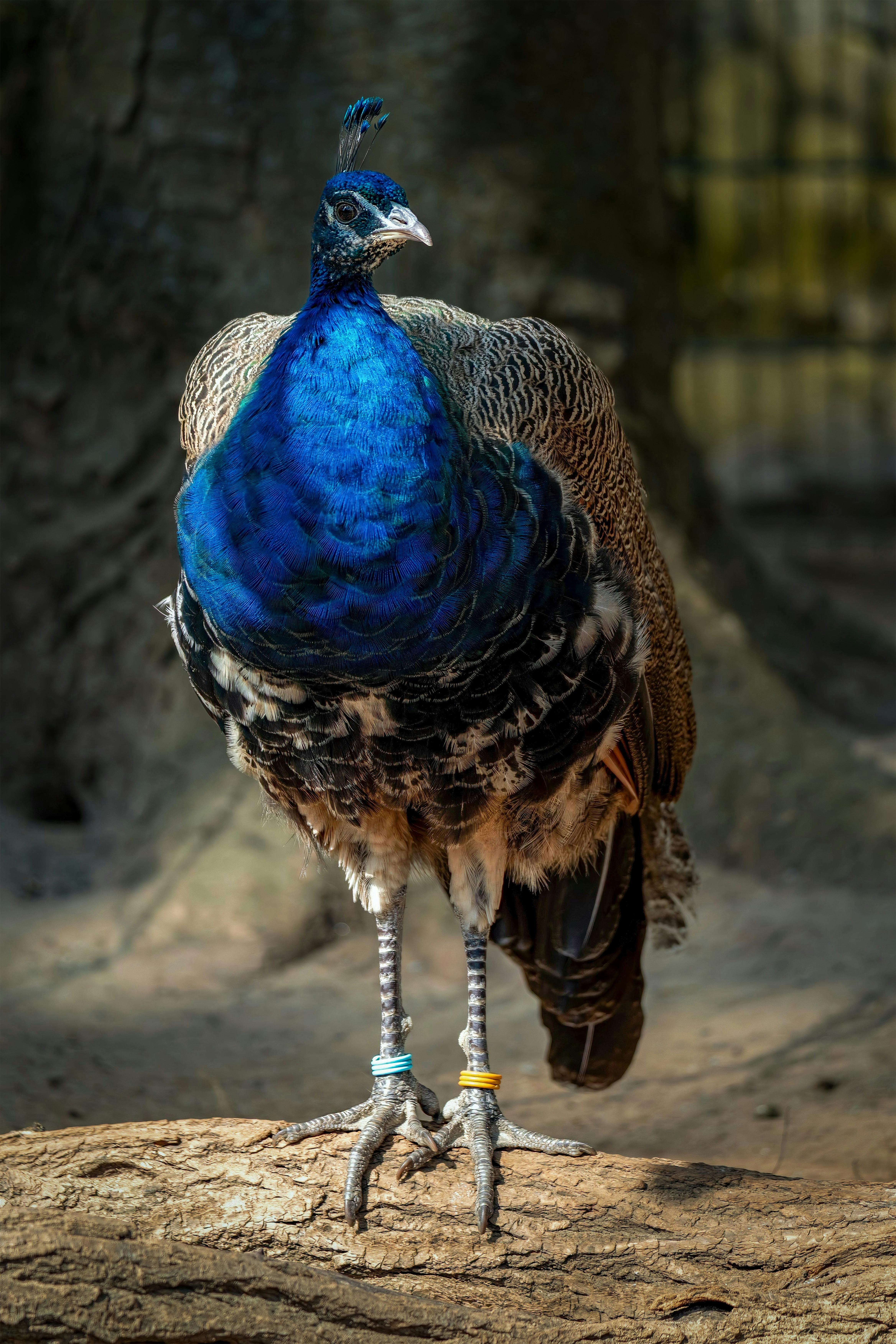 Orniment Photos, Download The BEST Free Orniment Stock Photos & HD Images