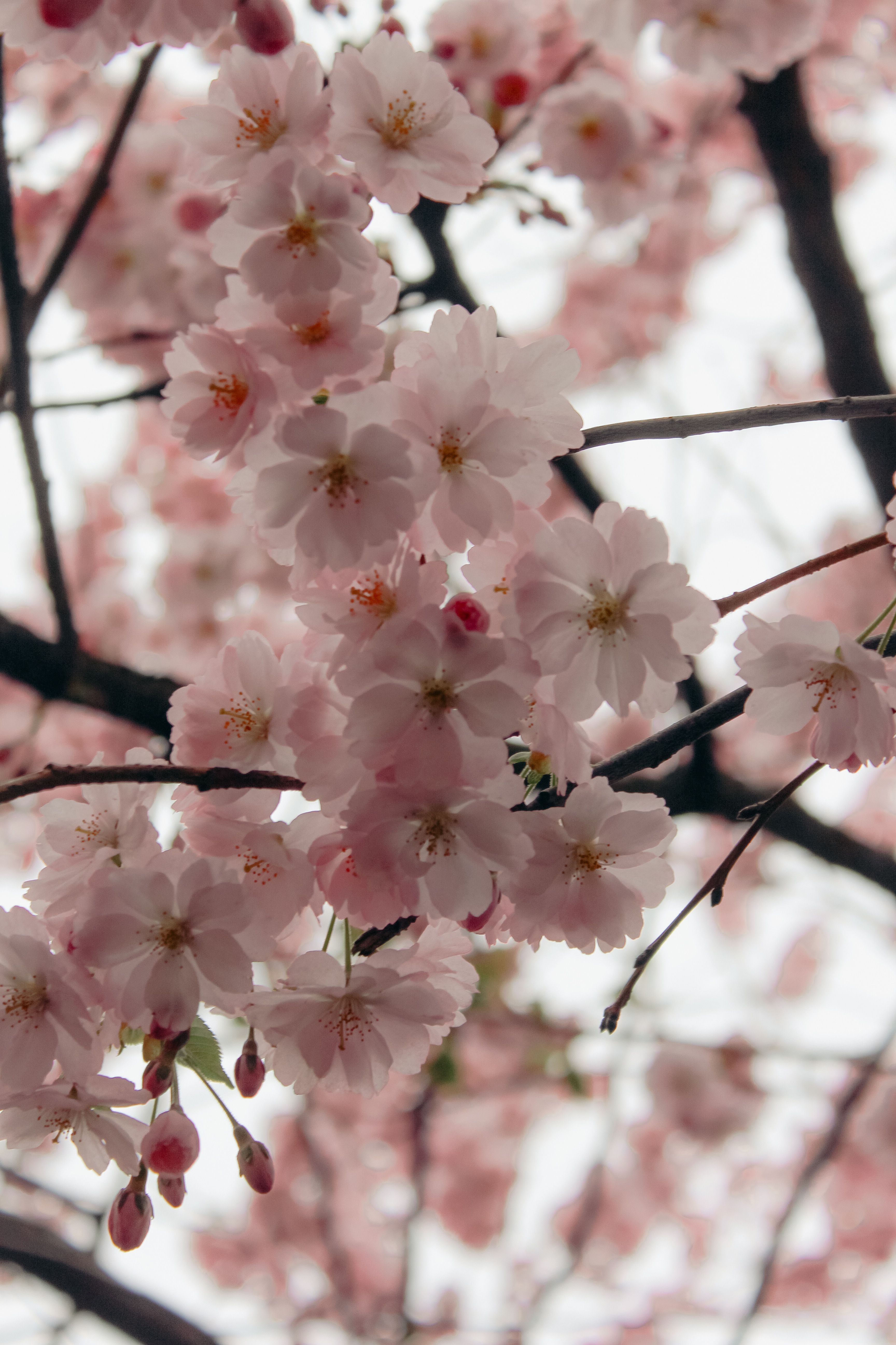 Springtime Background Photos, Download The BEST Free Springtime ...
