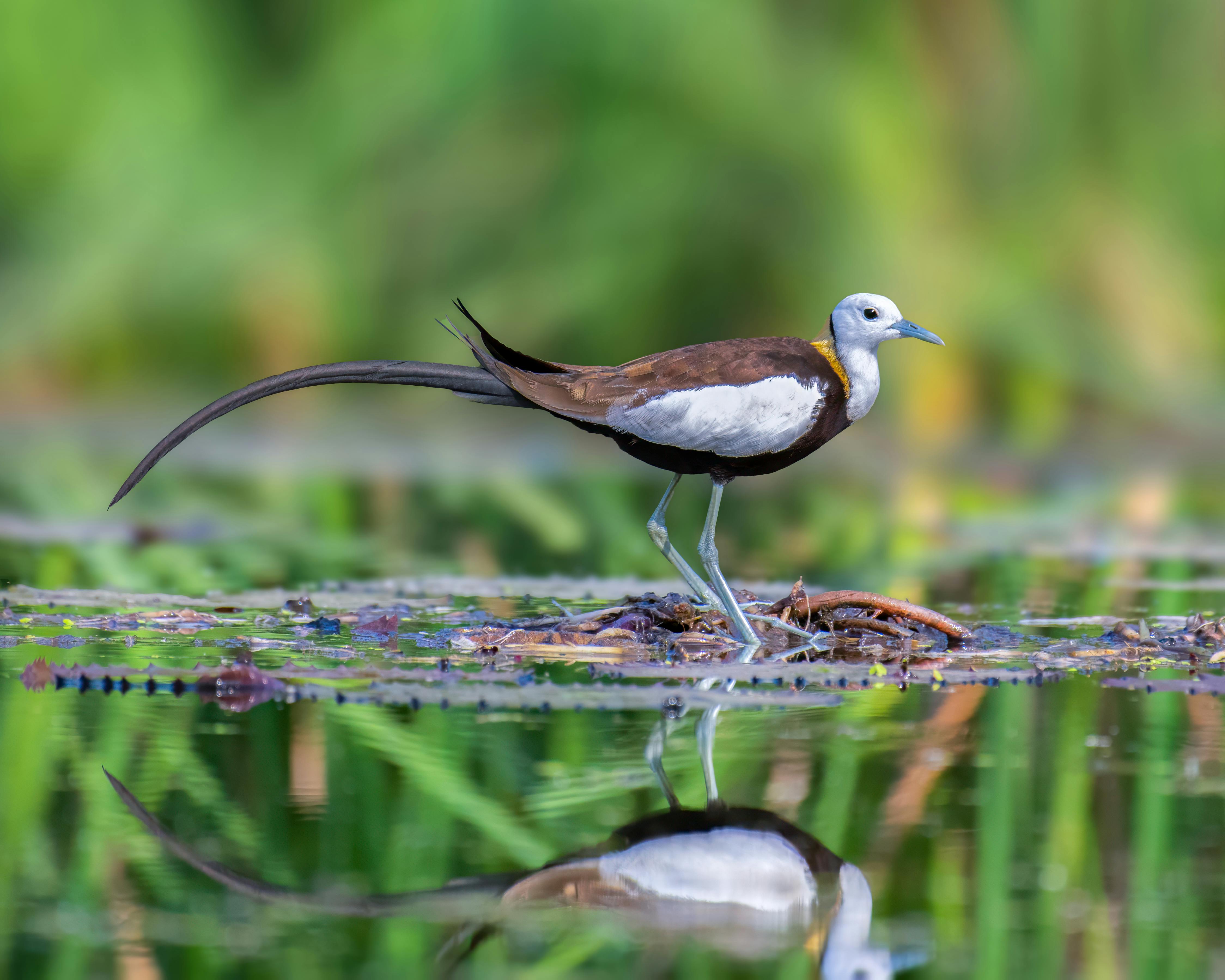 Stunning Waterbird on Tranquil Lake Surface · Free Stock Photo