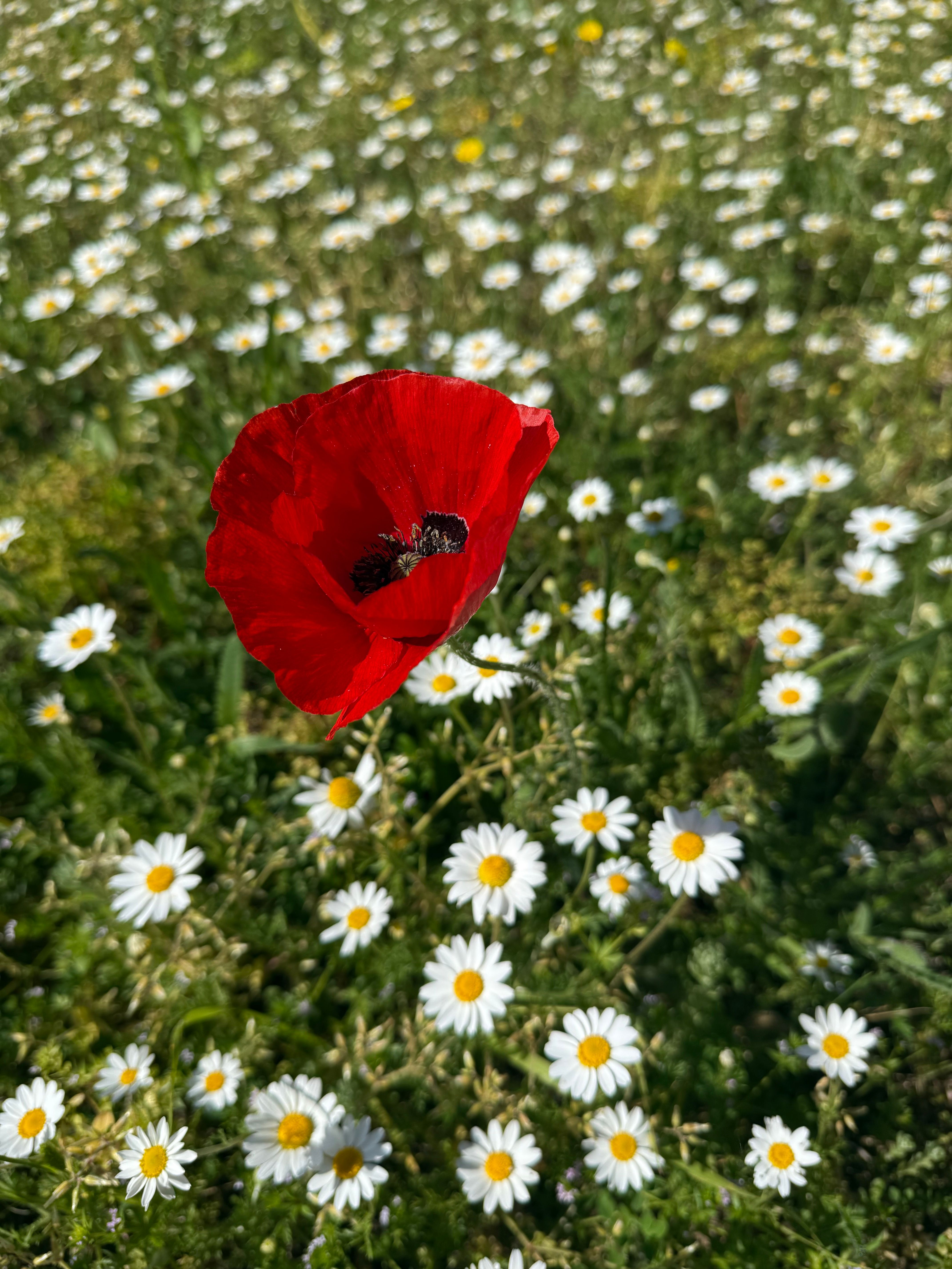 Vibrant Red Poppy Among Daisies in Bloom · Free Stock Photo