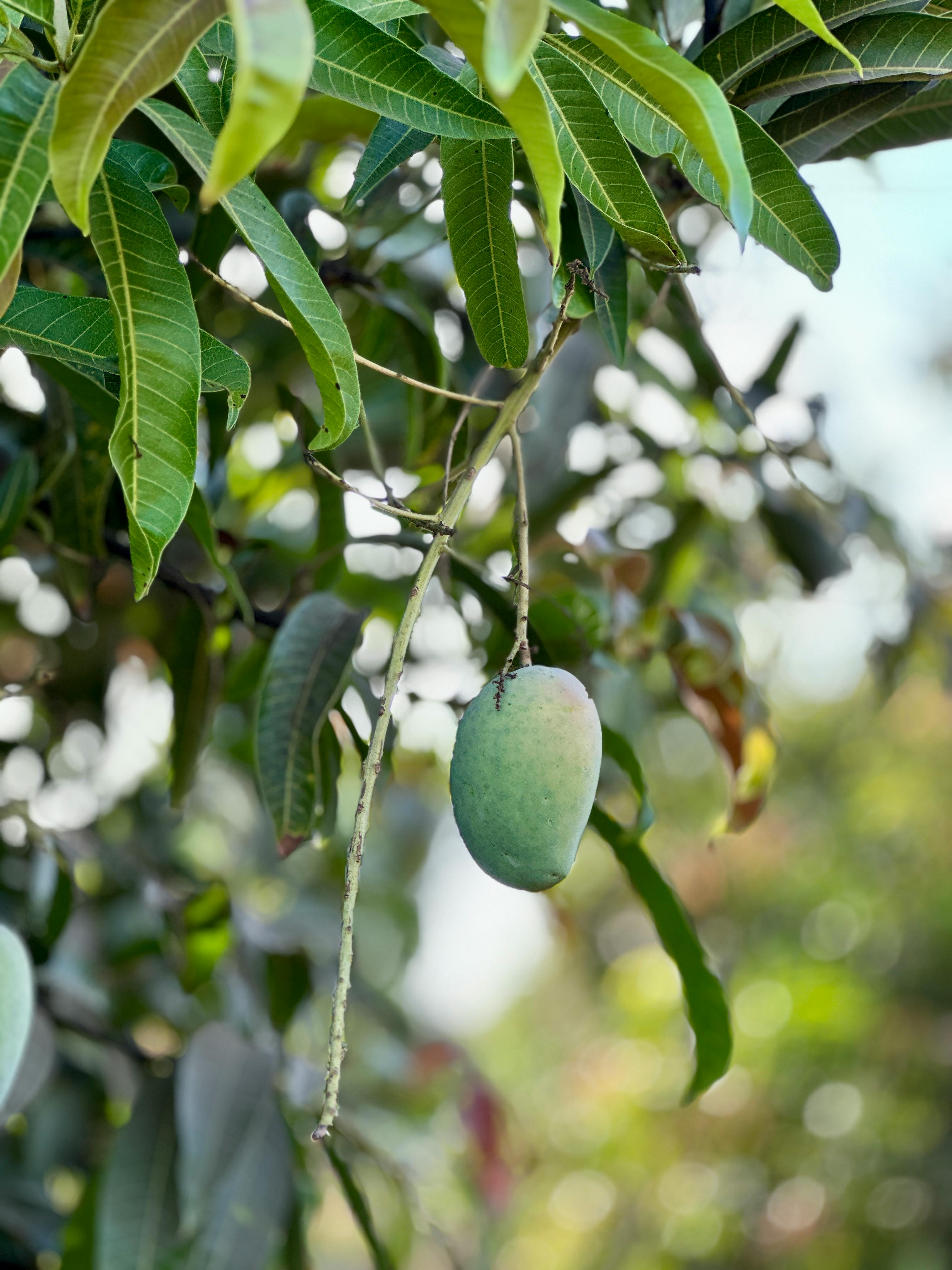 Single Mango Photos, Download The BEST Free Single Mango Stock Photos ...