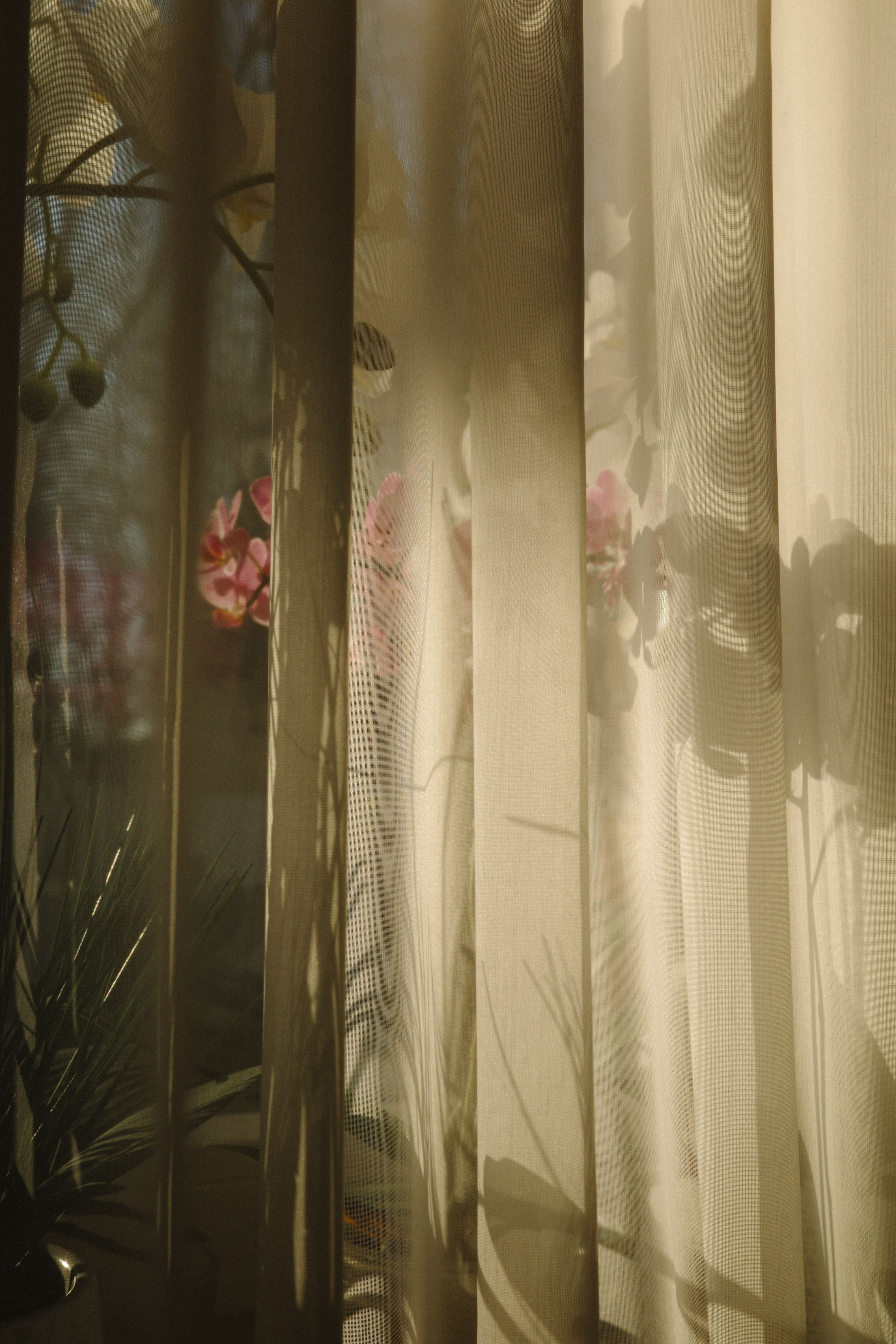 Soft Light and Flower Shadows on a Window Curtain · Free Stock Photo