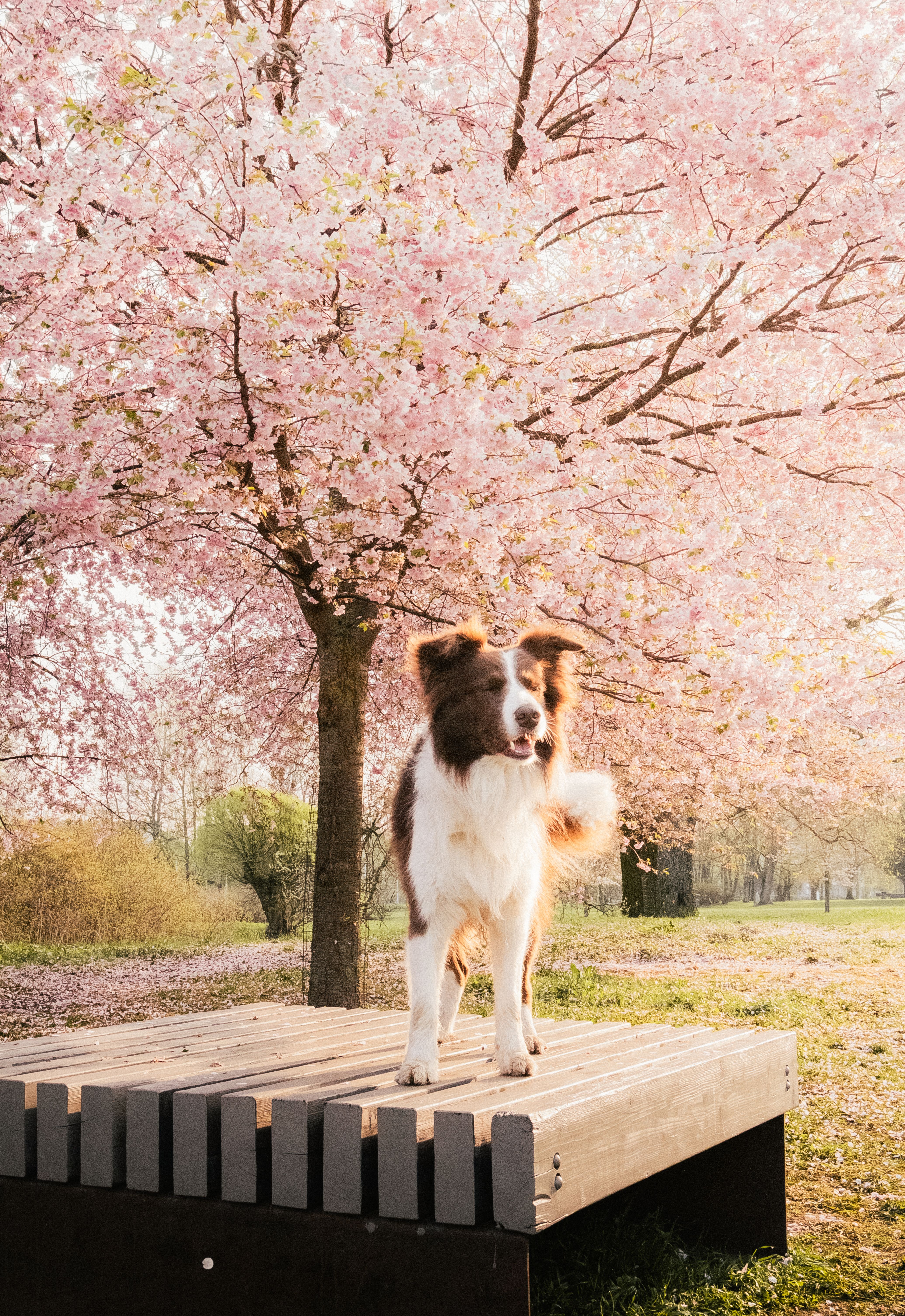 Border Collie under Blossom Tree in Spring · Free Stock Photo