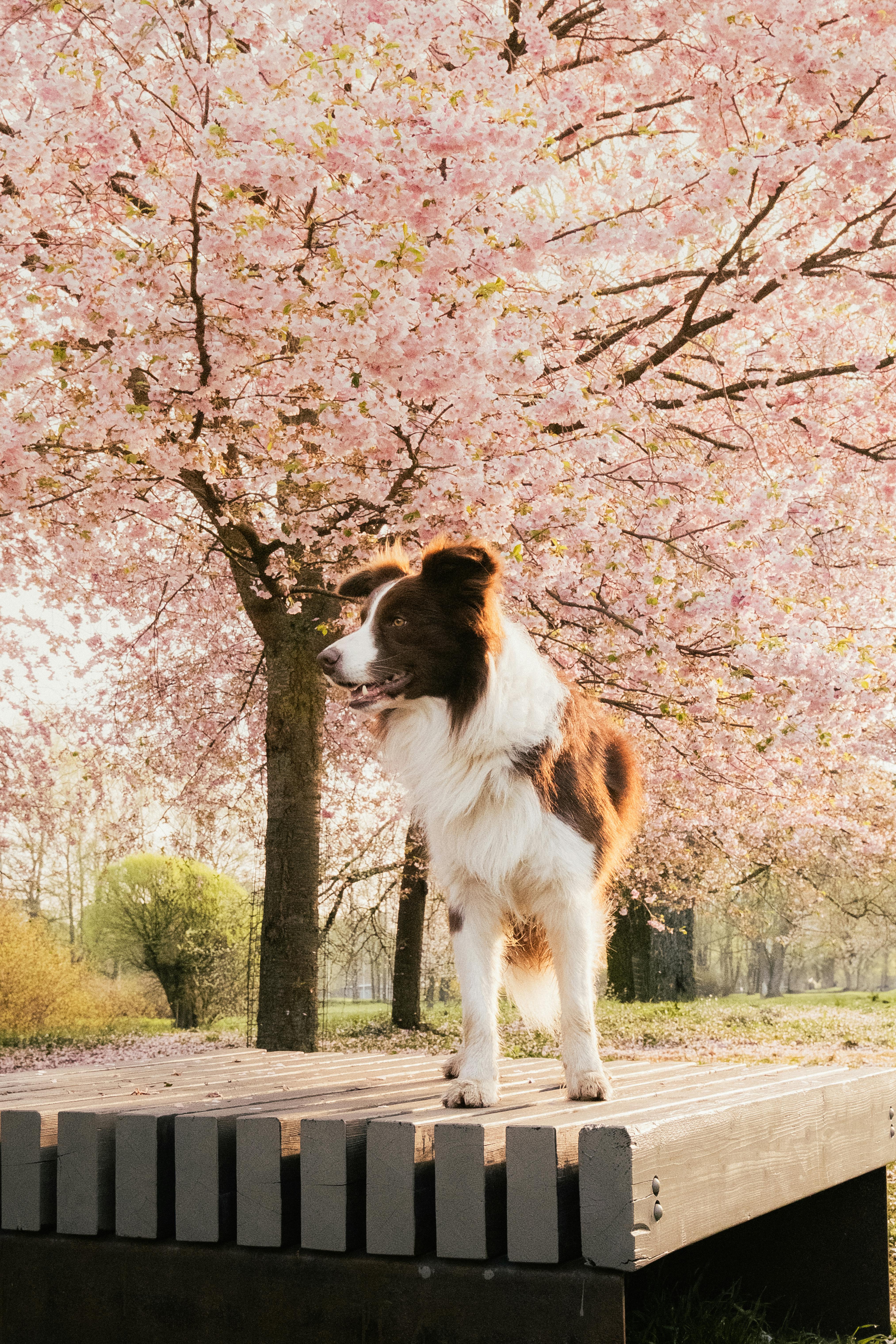 Breed Boost Photos, Download The BEST Free Breed Boost Stock Photos ...