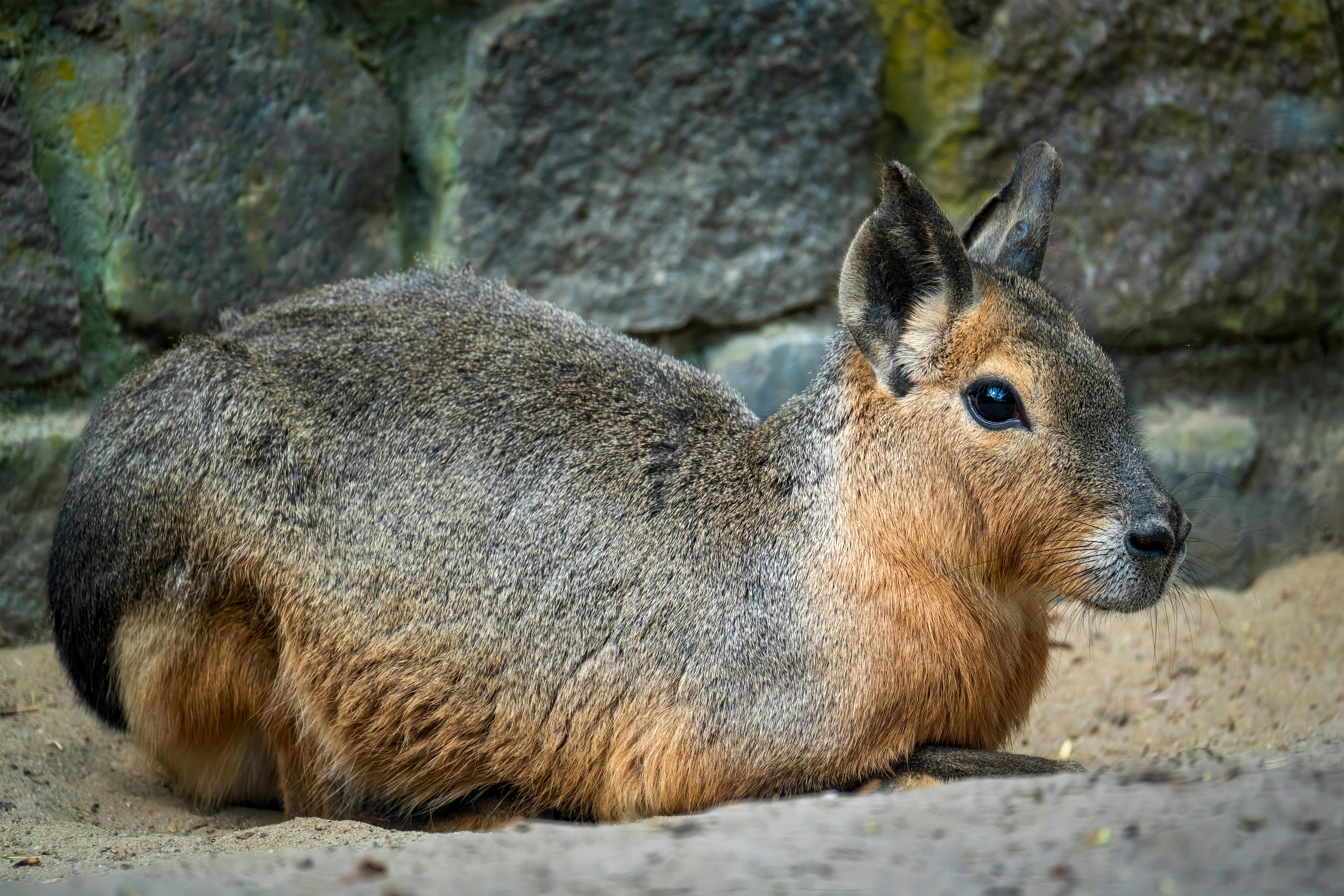 Gray Animals Photos, Download The BEST Free Gray Animals Stock Photos ...