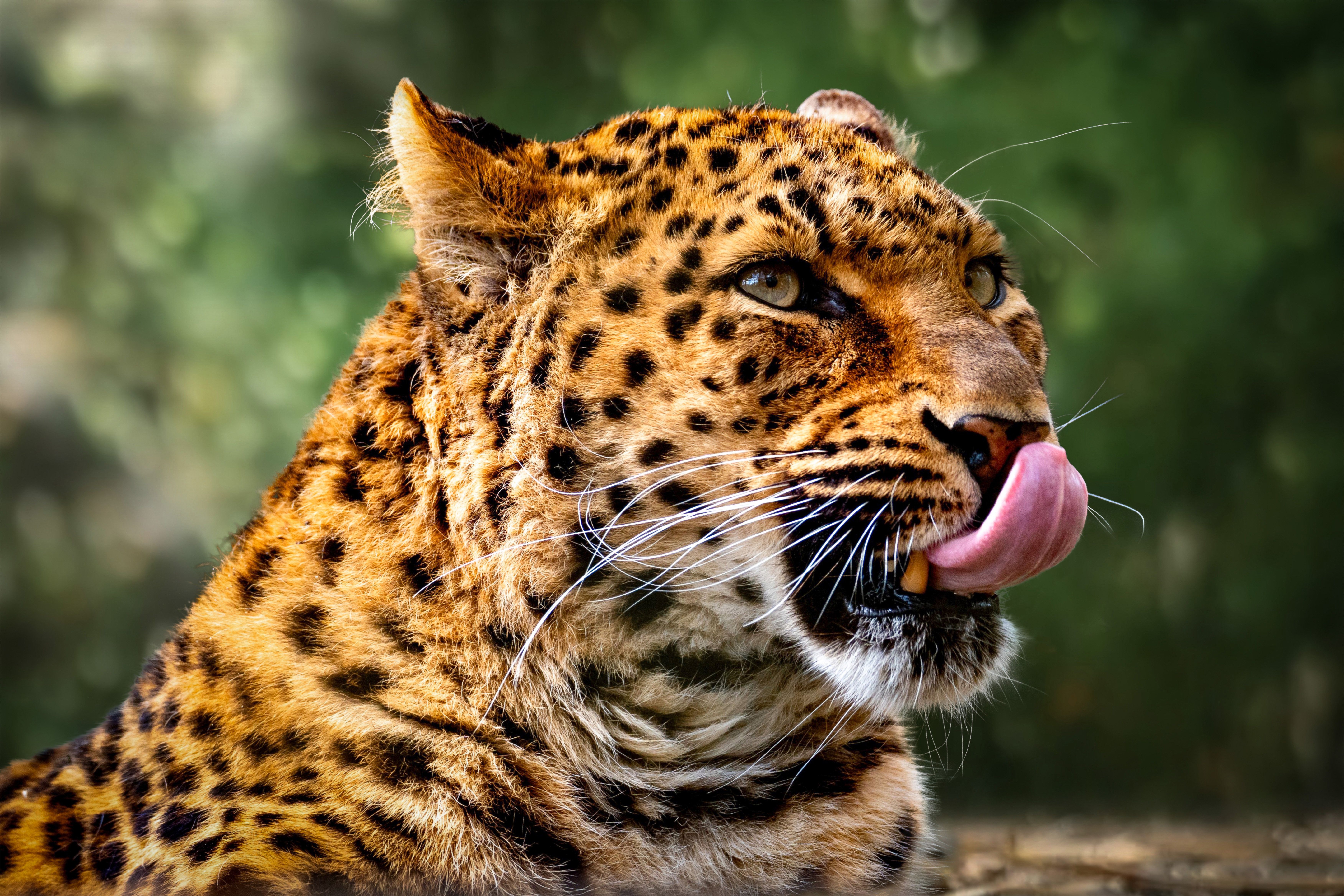Close-Up of Leopard in Natural Habitat · Free Stock Photo
