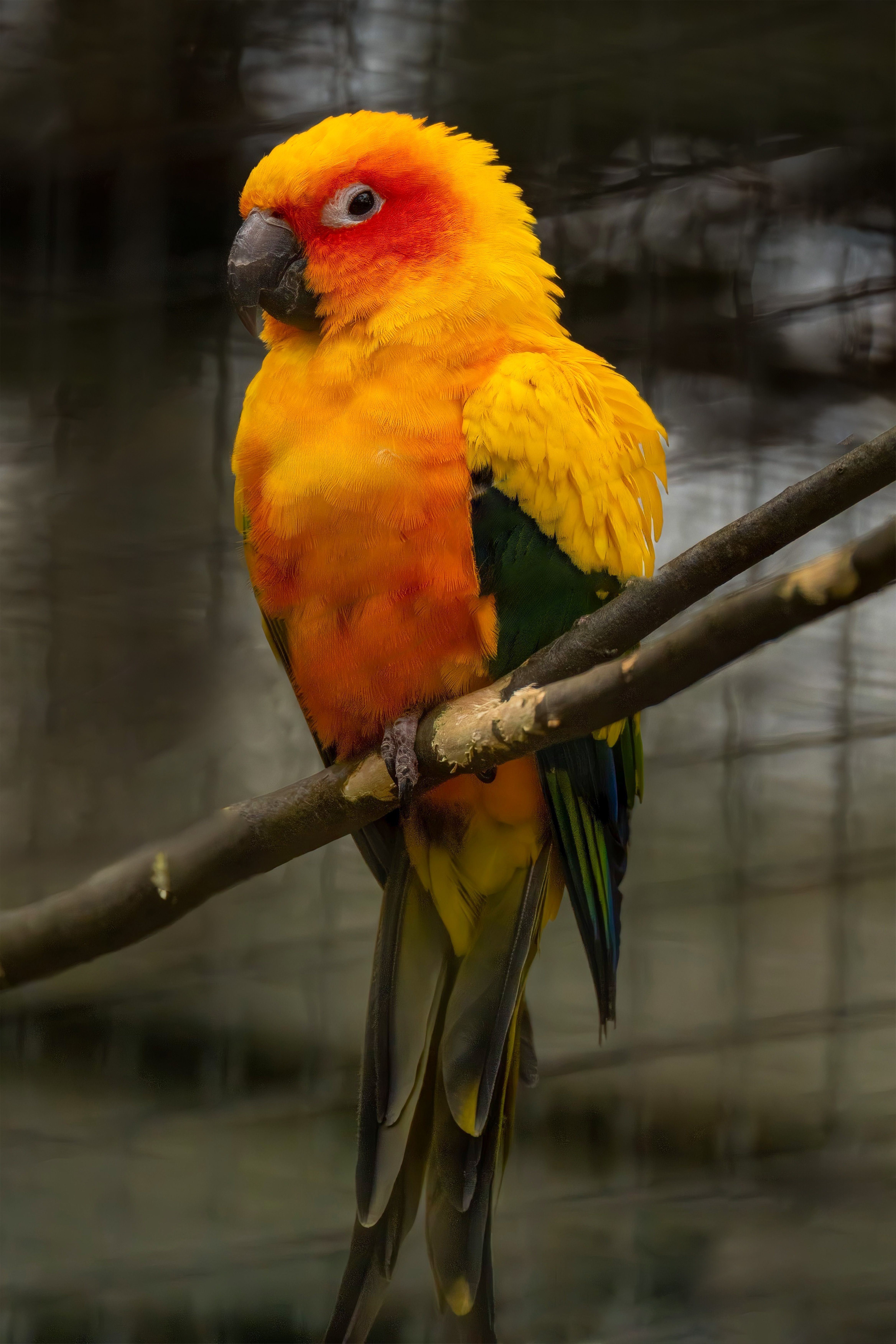 Vibrant Sun Conure Parrot on a Branch · Free Stock Photo