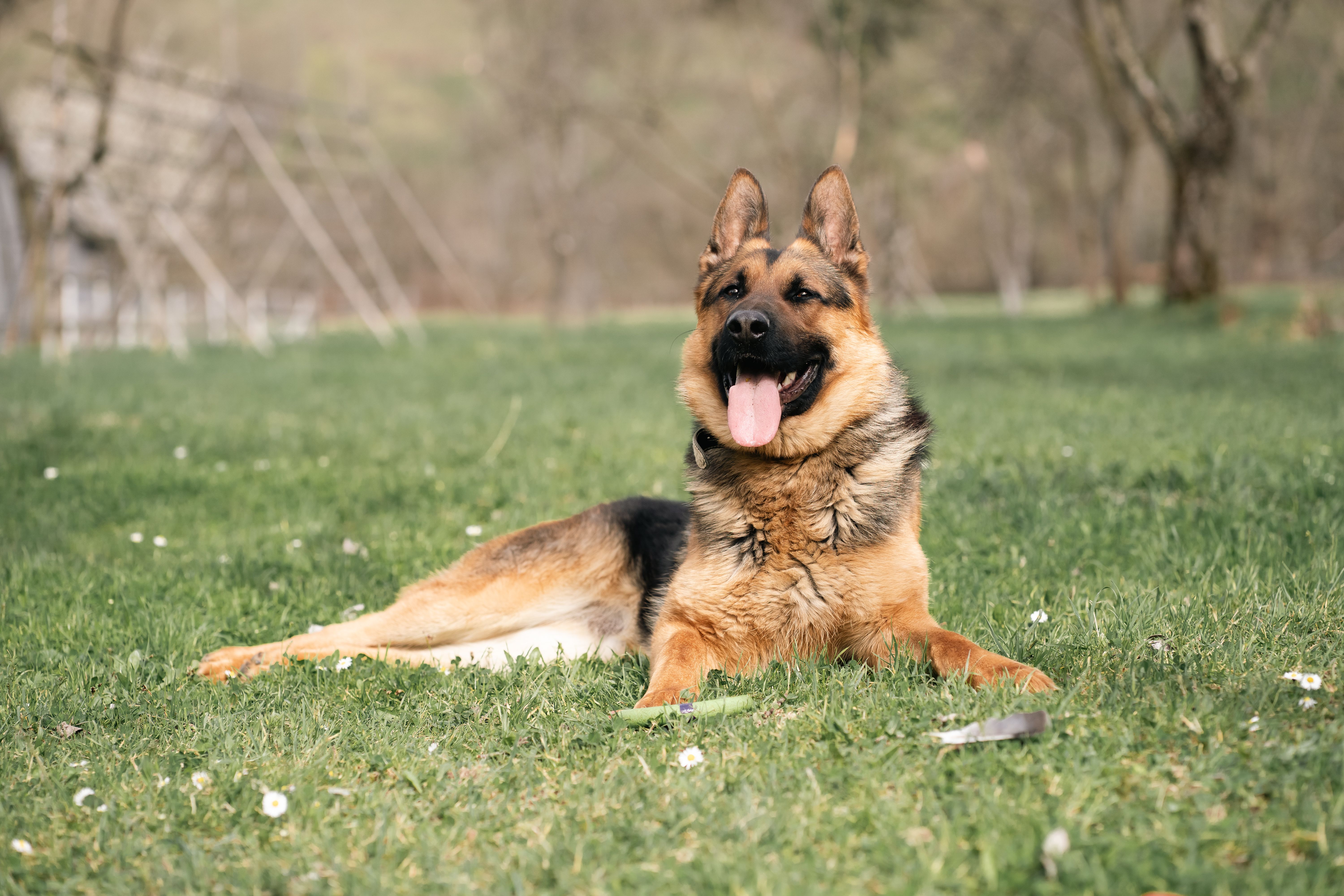 Relaxed German Shepherd on Lush Green Grass · Free Stock Photo