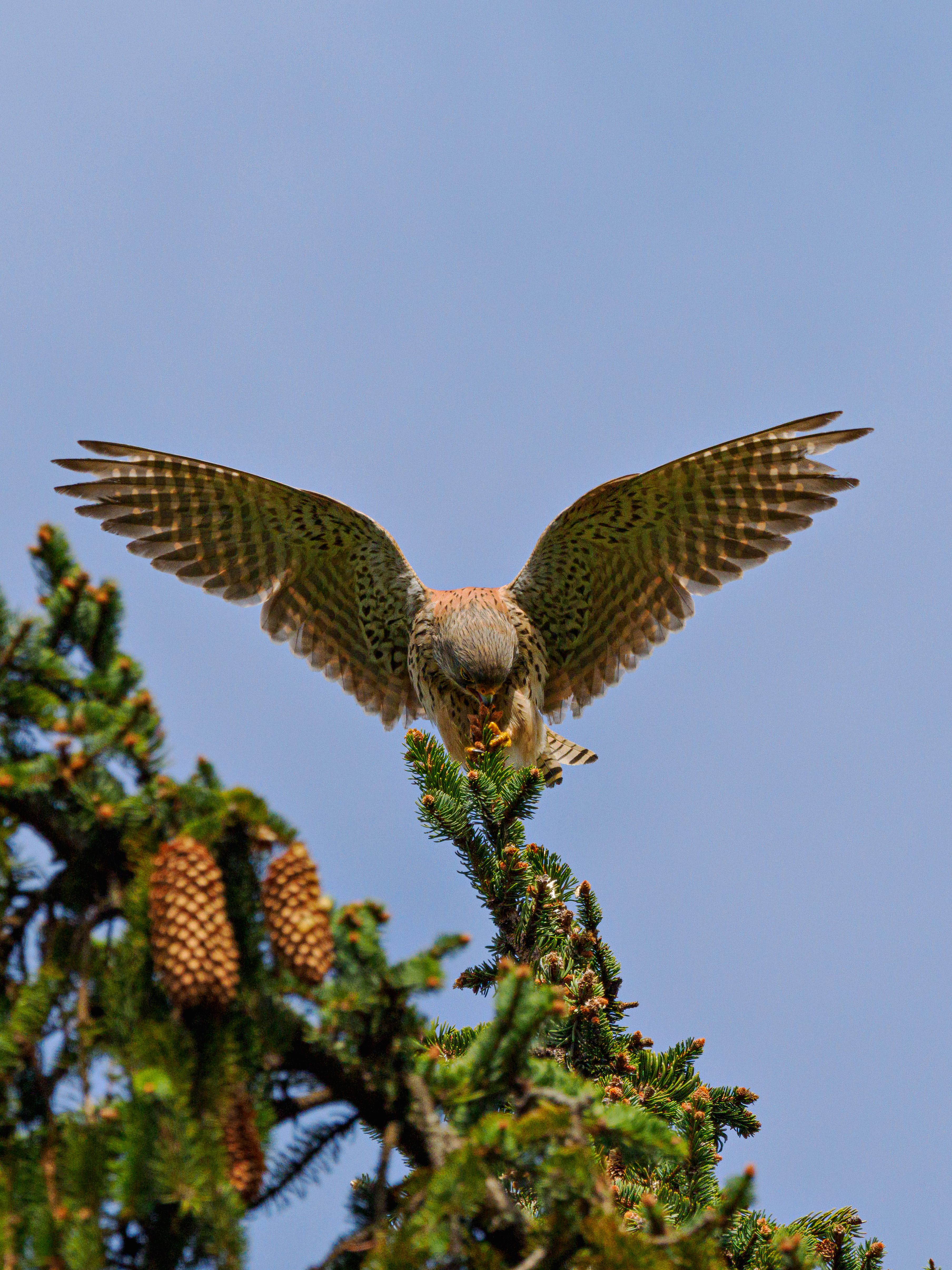 Sparrowhawk Hovering Over Evergreen Tree · Free Stock Photo