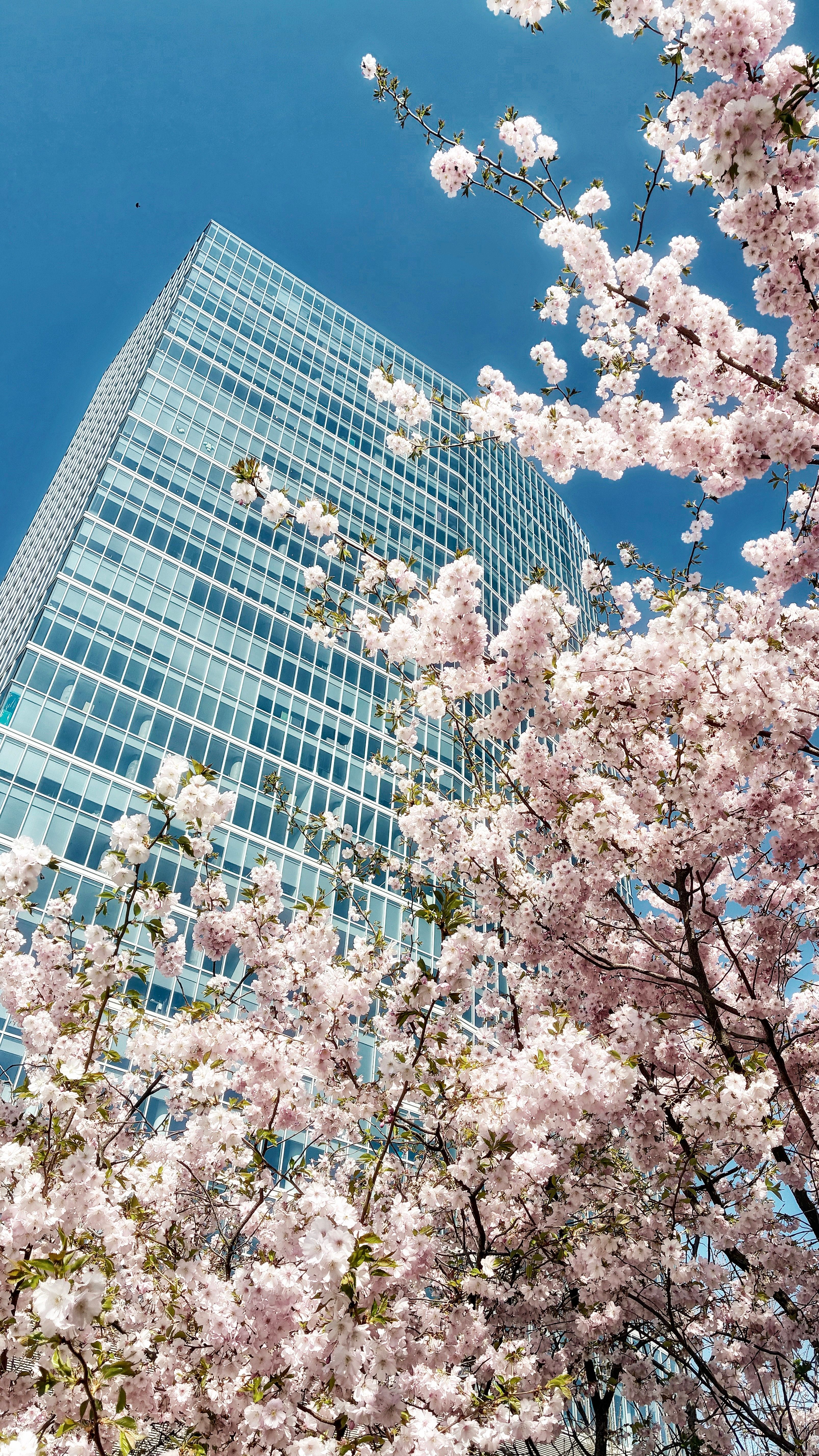 Low Angle Photo of Cherry Blossom In Front of a Swedbank High-rise ...