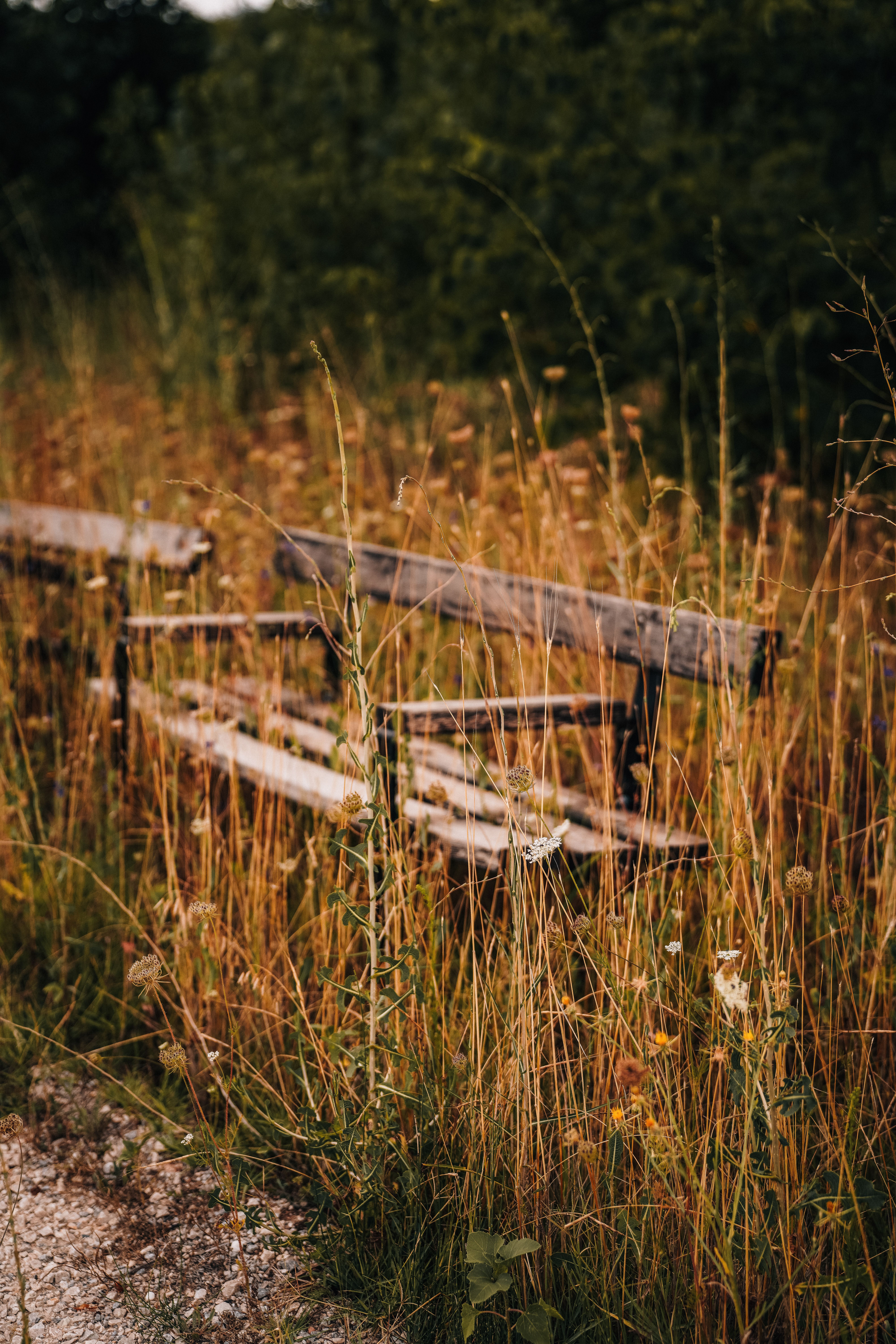 Wooden Bench in Overgrown Lush Garden Setting · Free Stock Photo