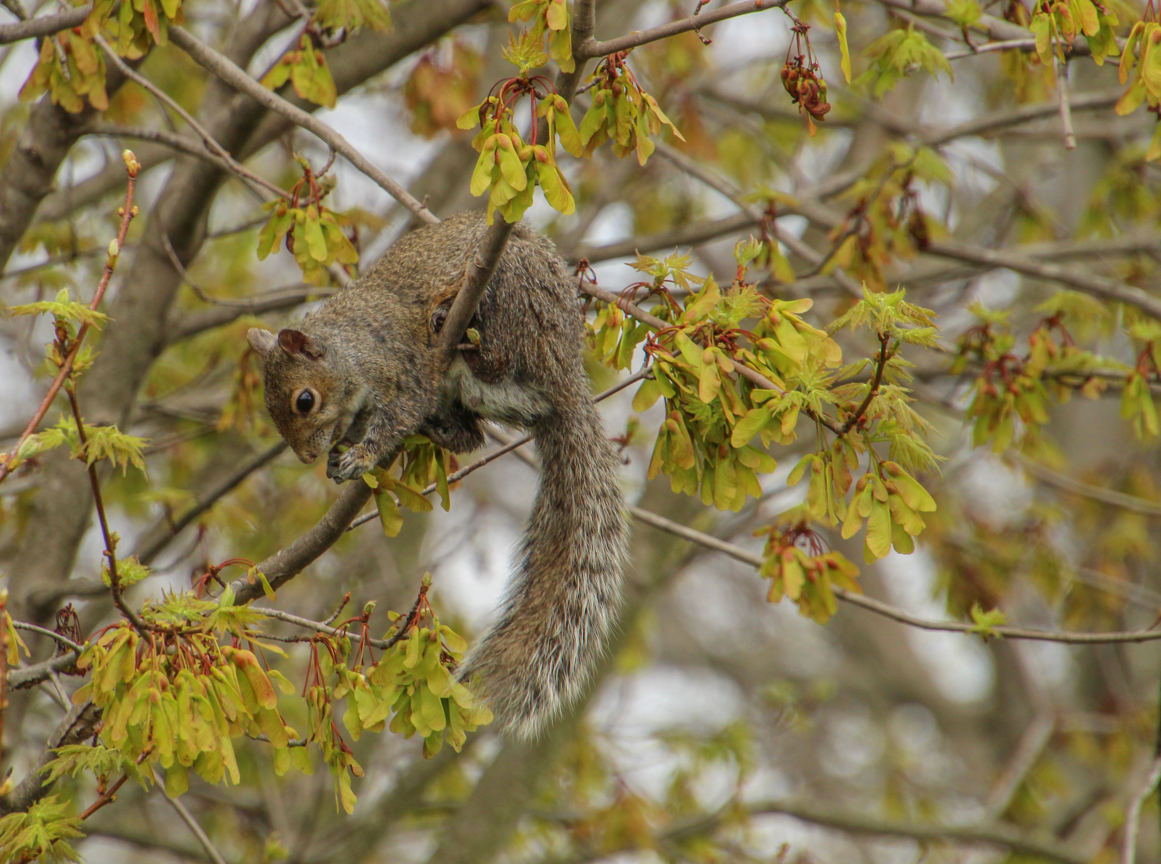 Grey Squirrel in Vibrant Springtime Foliage · Free Stock Photo