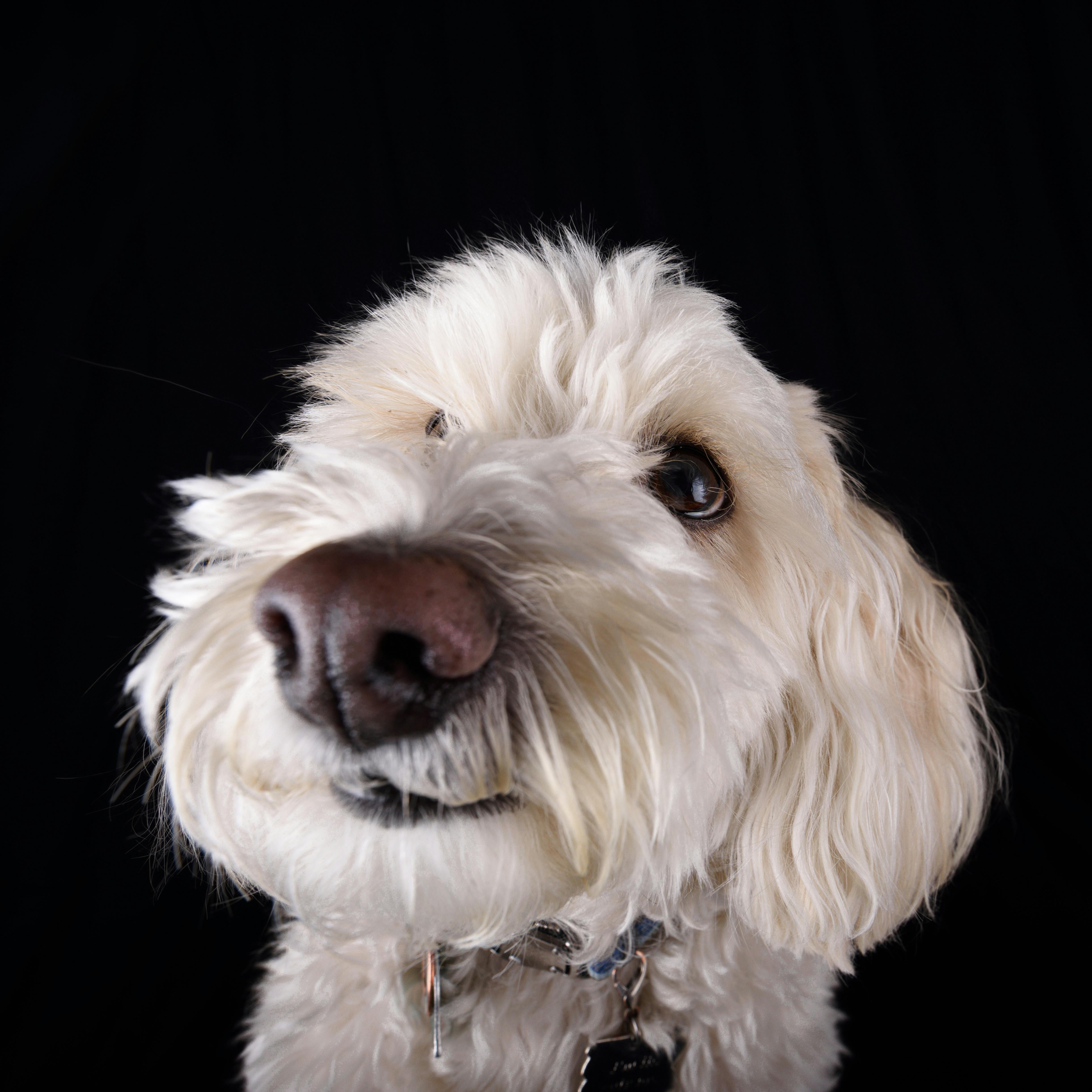 Charming Close-up of a Curious Poodle Mix Dog · Free Stock Photo
