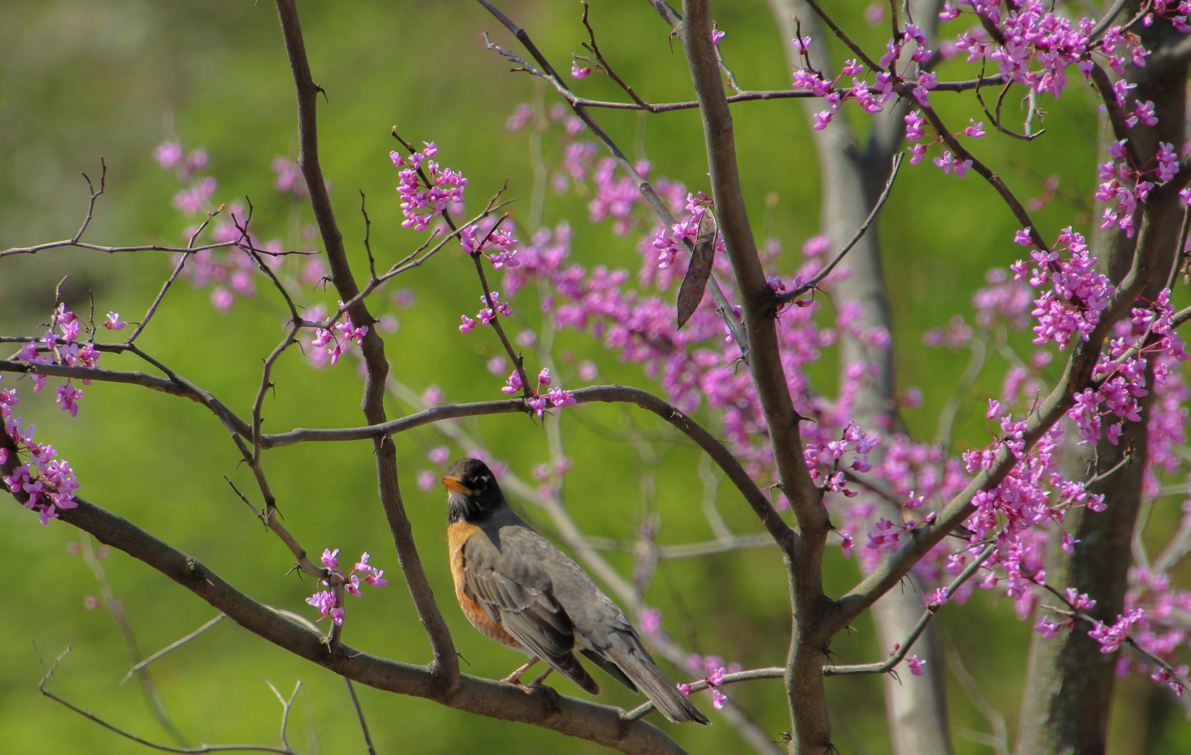 Floppy Bird Background Photos, Download The BEST Free Floppy Bird ...