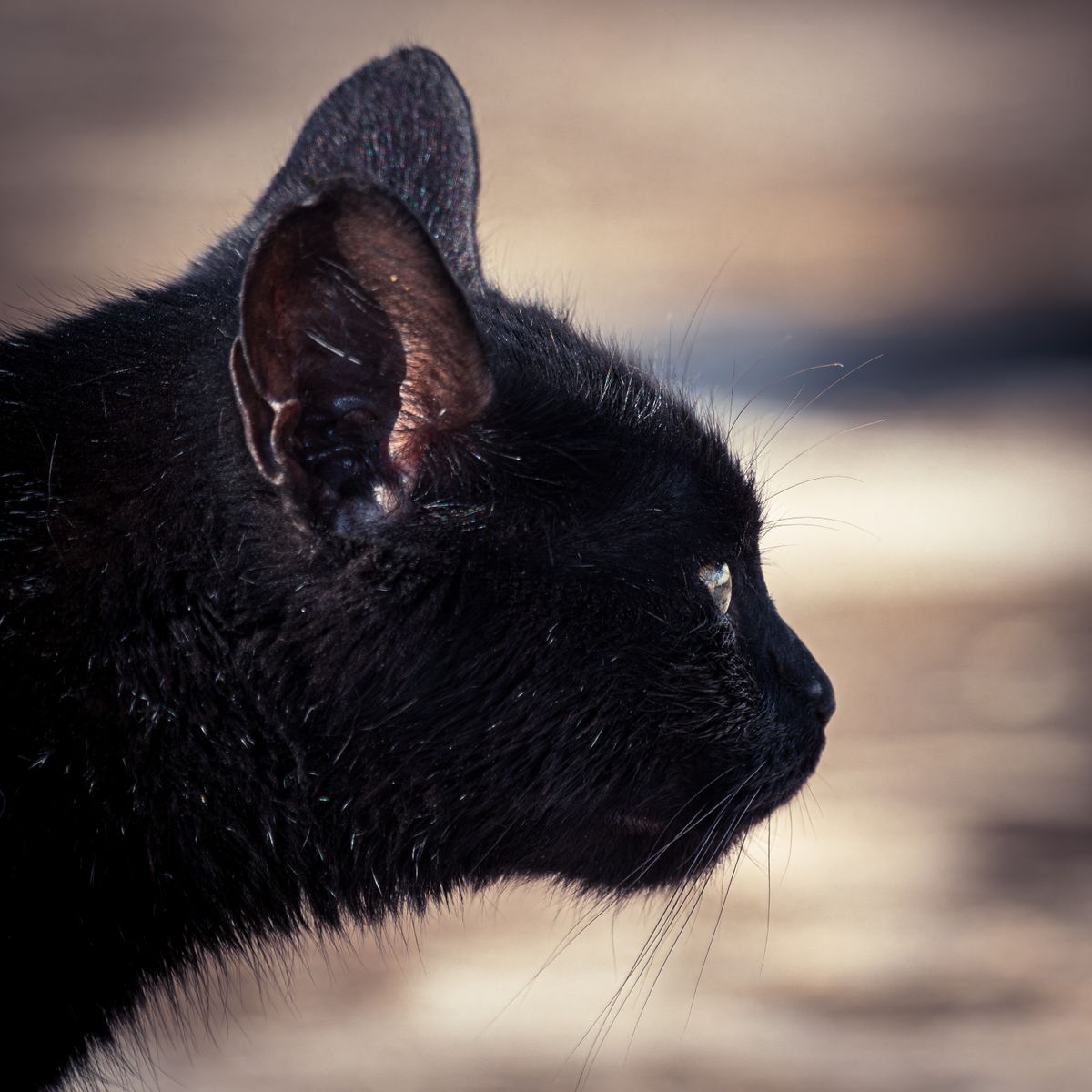 Cat Side Profile Photos, Download The BEST Free Cat Side Profile Stock ...