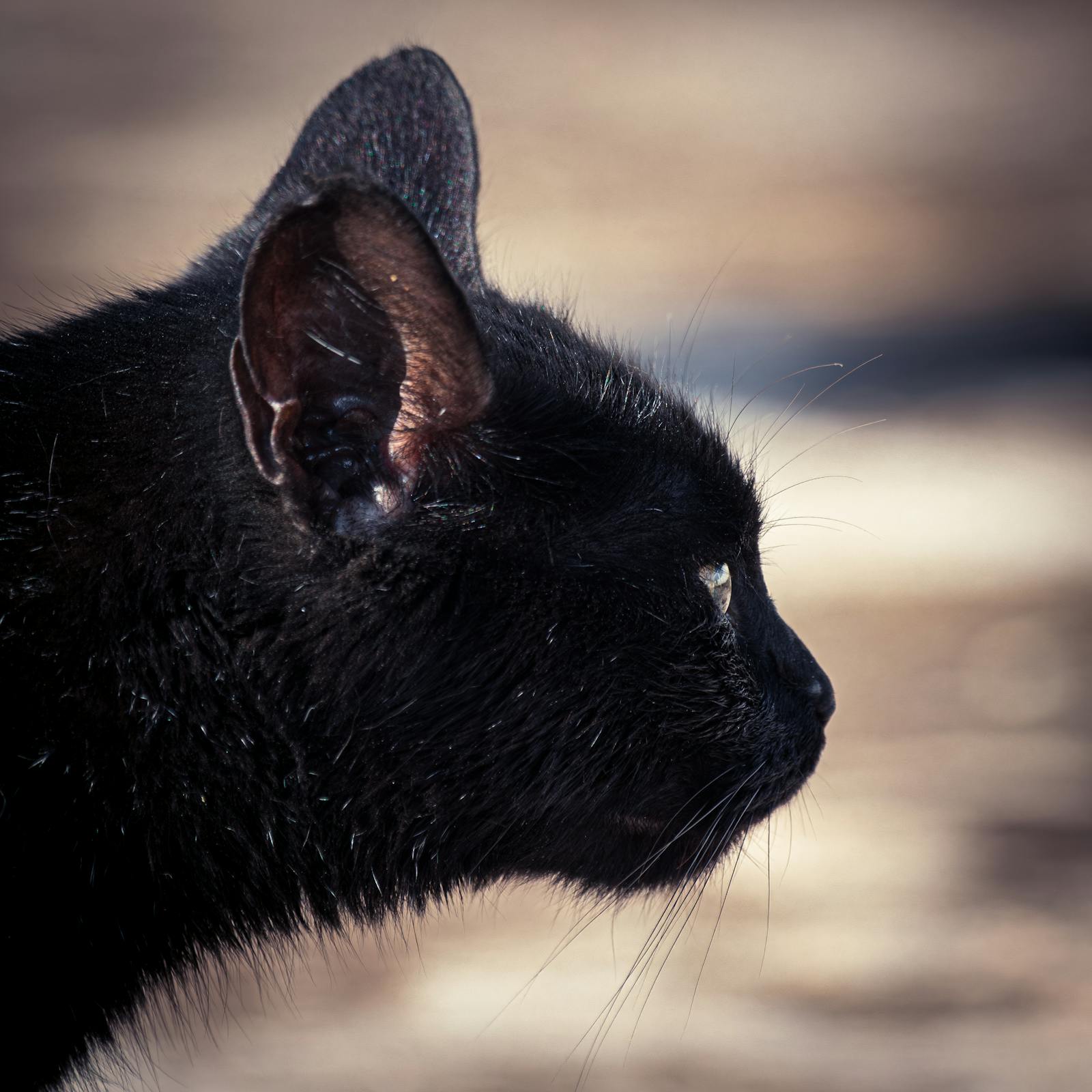 Side Profile Cat Photos, Download The BEST Free Side Profile Cat Stock ...