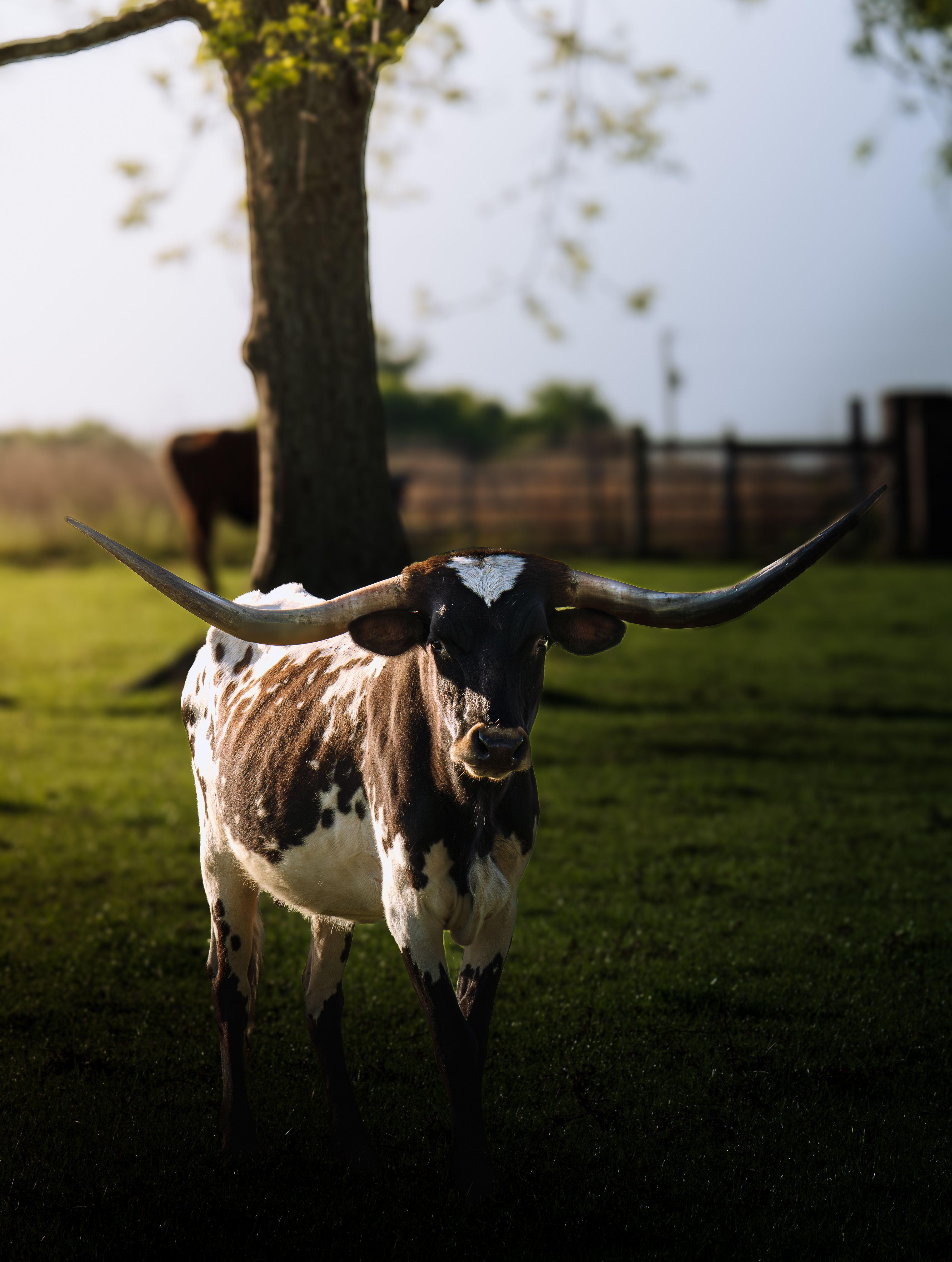Majestic Longhorn Steer in Sunny Pasture · Free Stock Photo