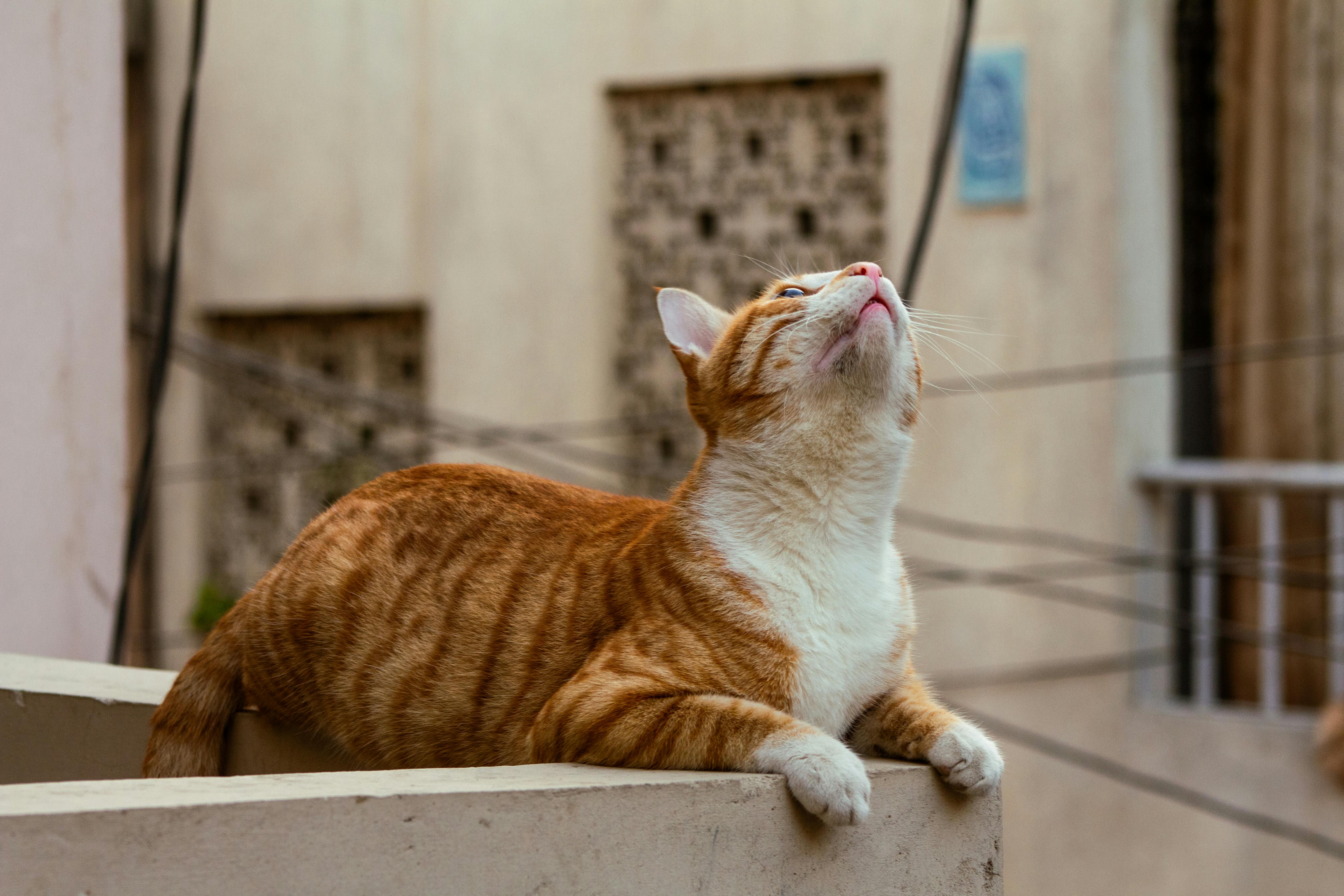 Orange and White Cat Observing from Balcony · Free Stock Photo