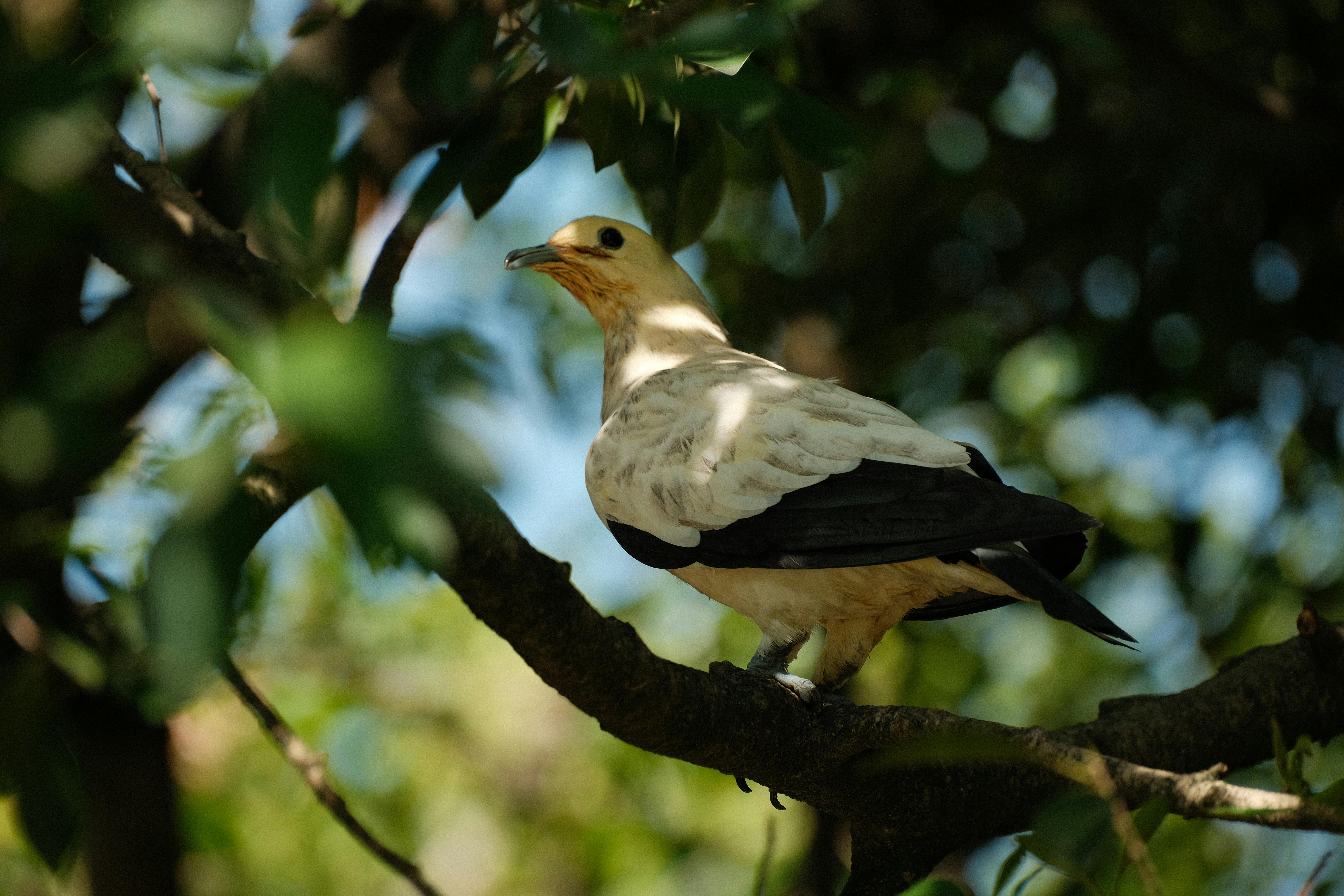 Pigeon Tree Photos, Download The BEST Free Pigeon Tree Stock Photos ...