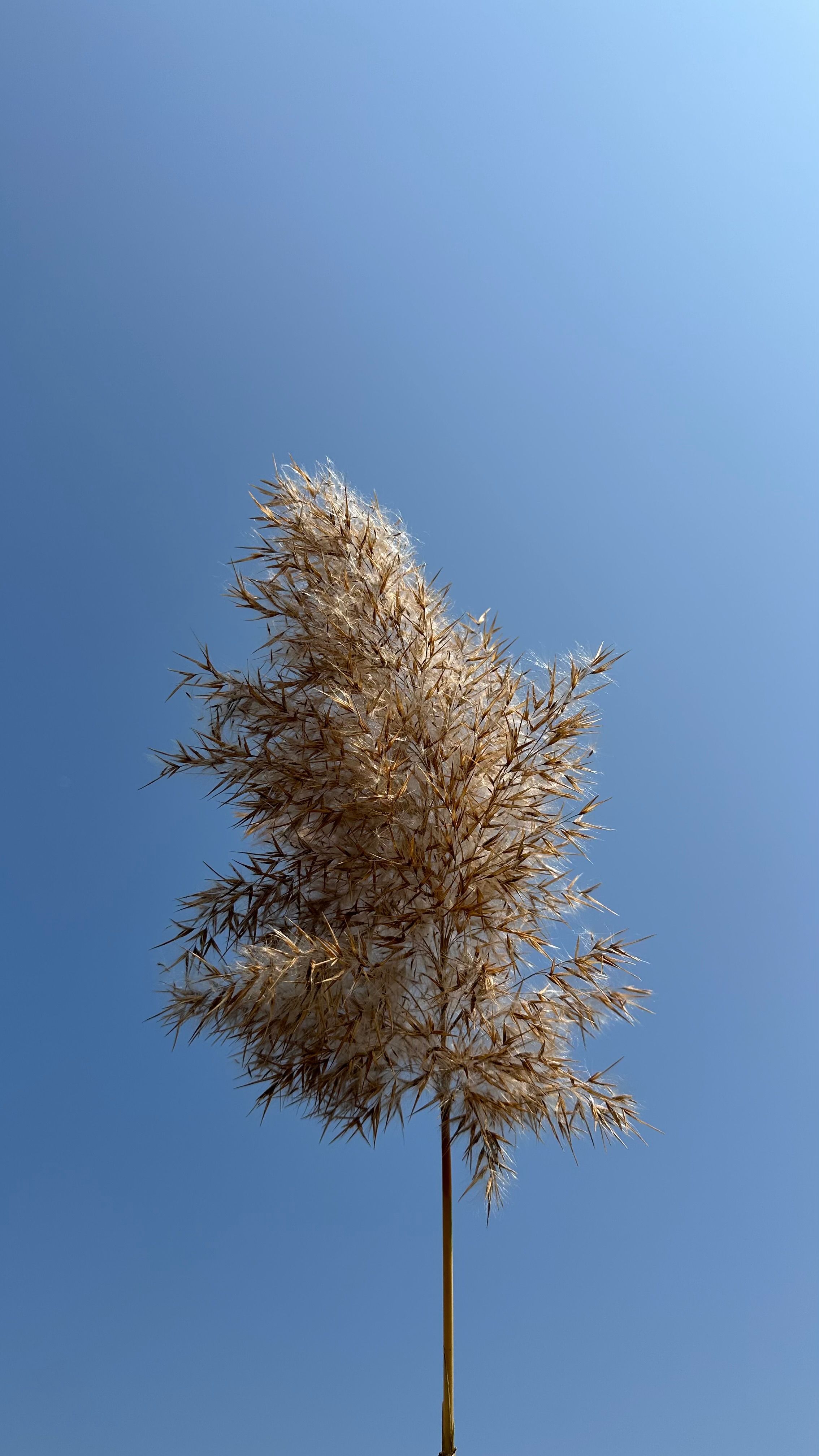 Single Reed Against Clear Blue Sky · Free Stock Photo
