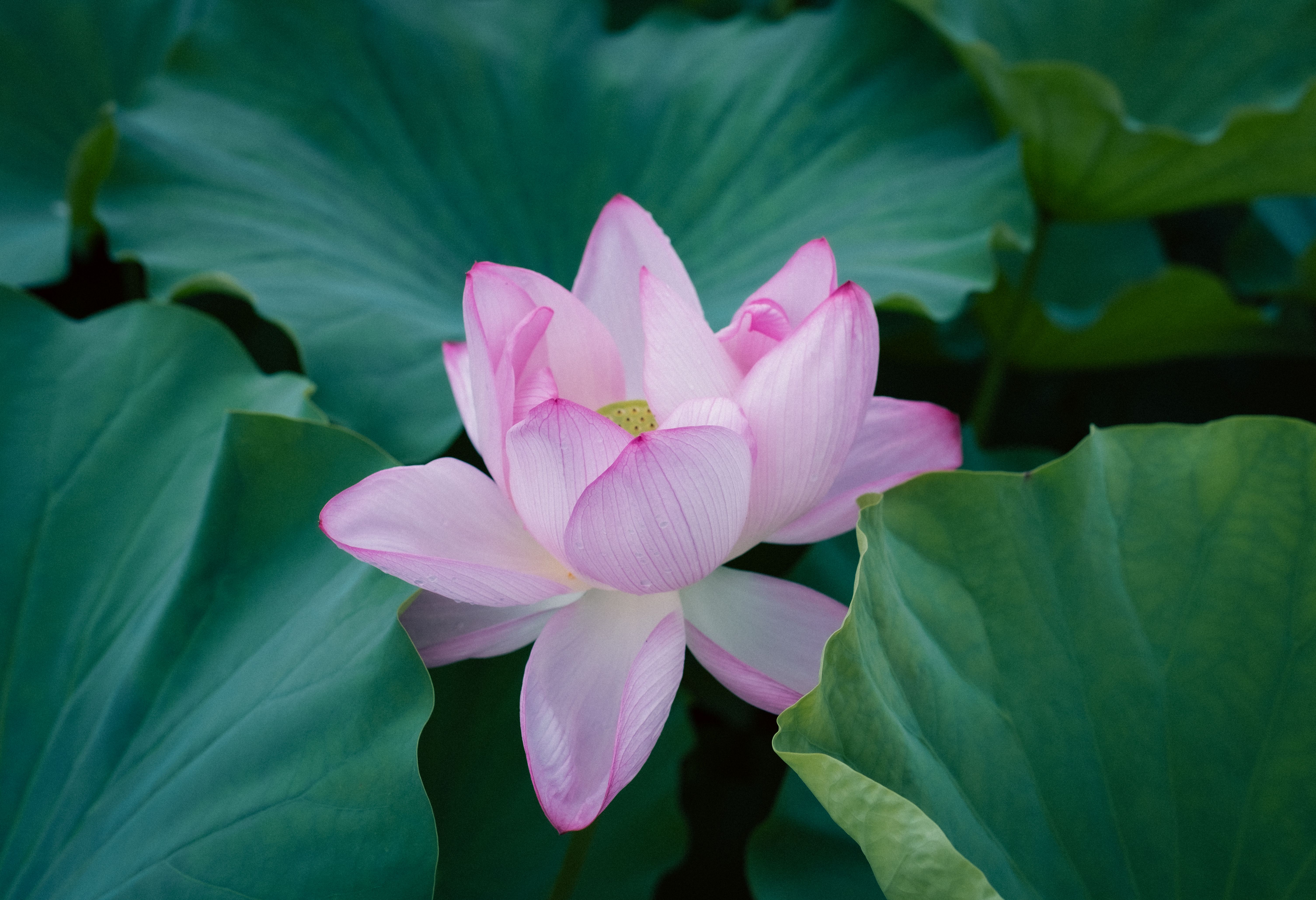 Fleur De Lotus Rose Au Milieu De Feuilles Vertes Luxuriantes · Photo ...