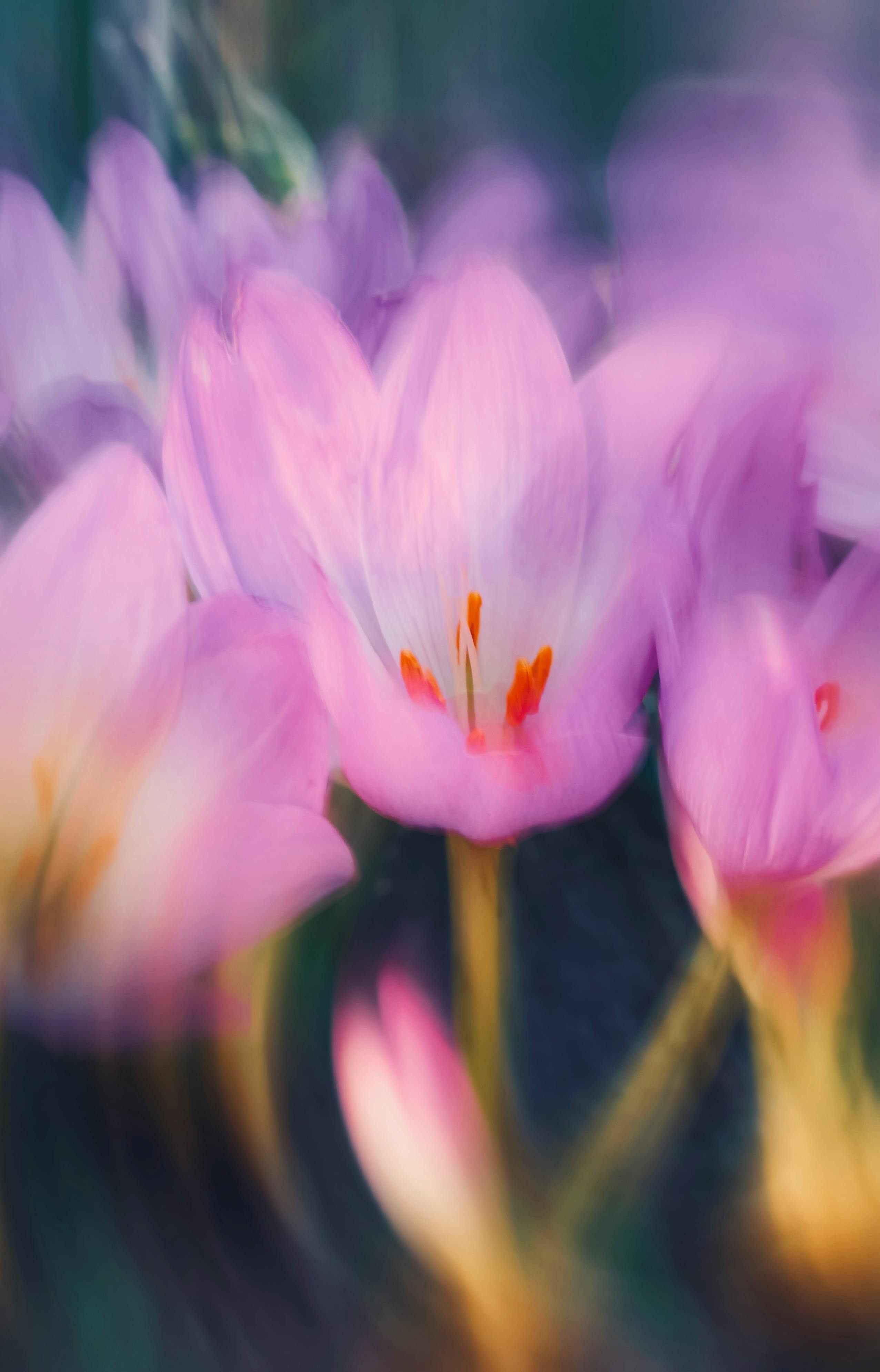 Soft Focus Pink Crocus Flowers in Bloom · Free Stock Photo