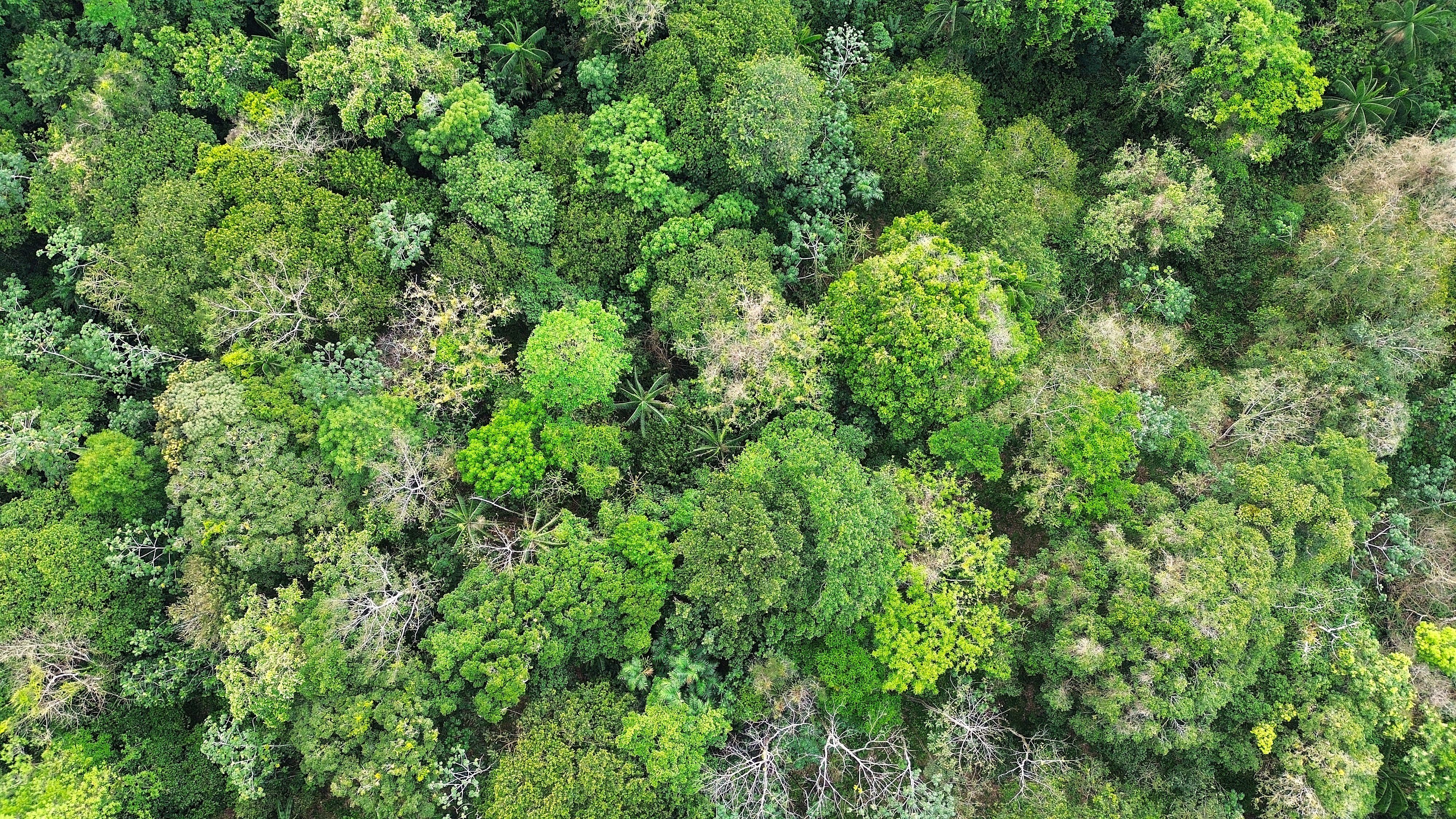 Aerial View of Lush Tropical Forest in Trinidad · Free Stock Photo