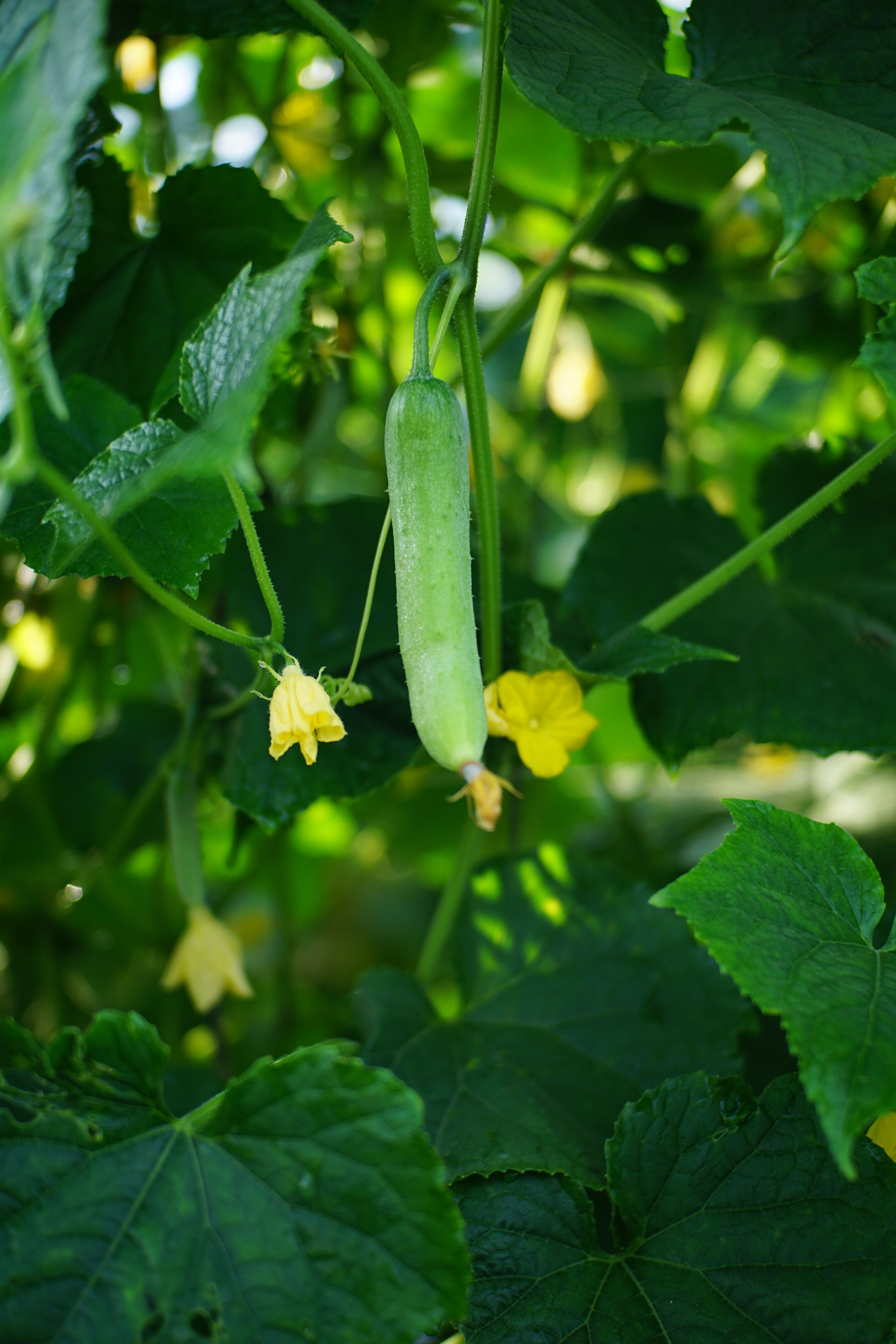 Close-Up of a Hanging Ridge Gourd in Garden · Free Stock Photo