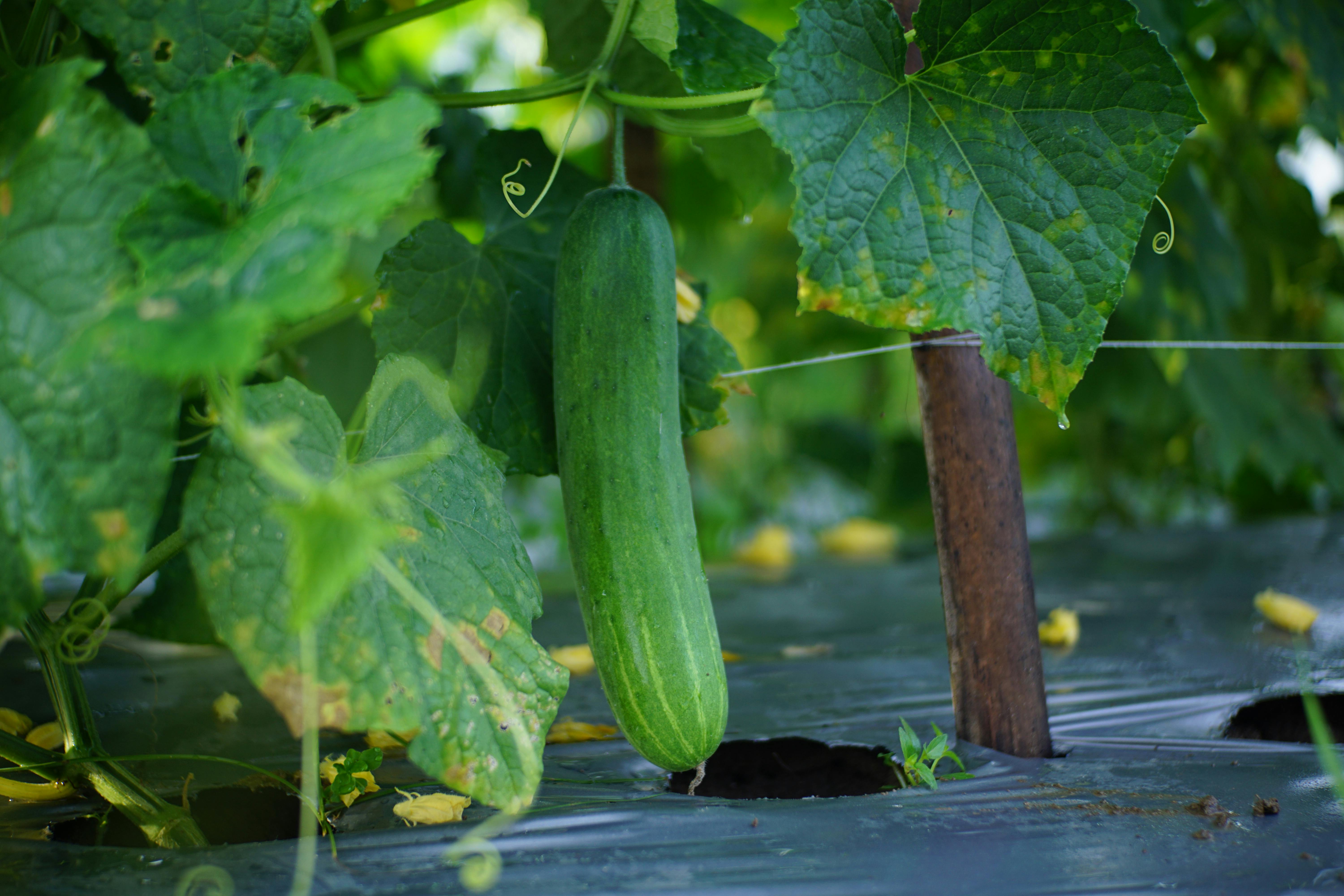 Fresh Cucumber Growing in a Greenhouse · Free Stock Photo