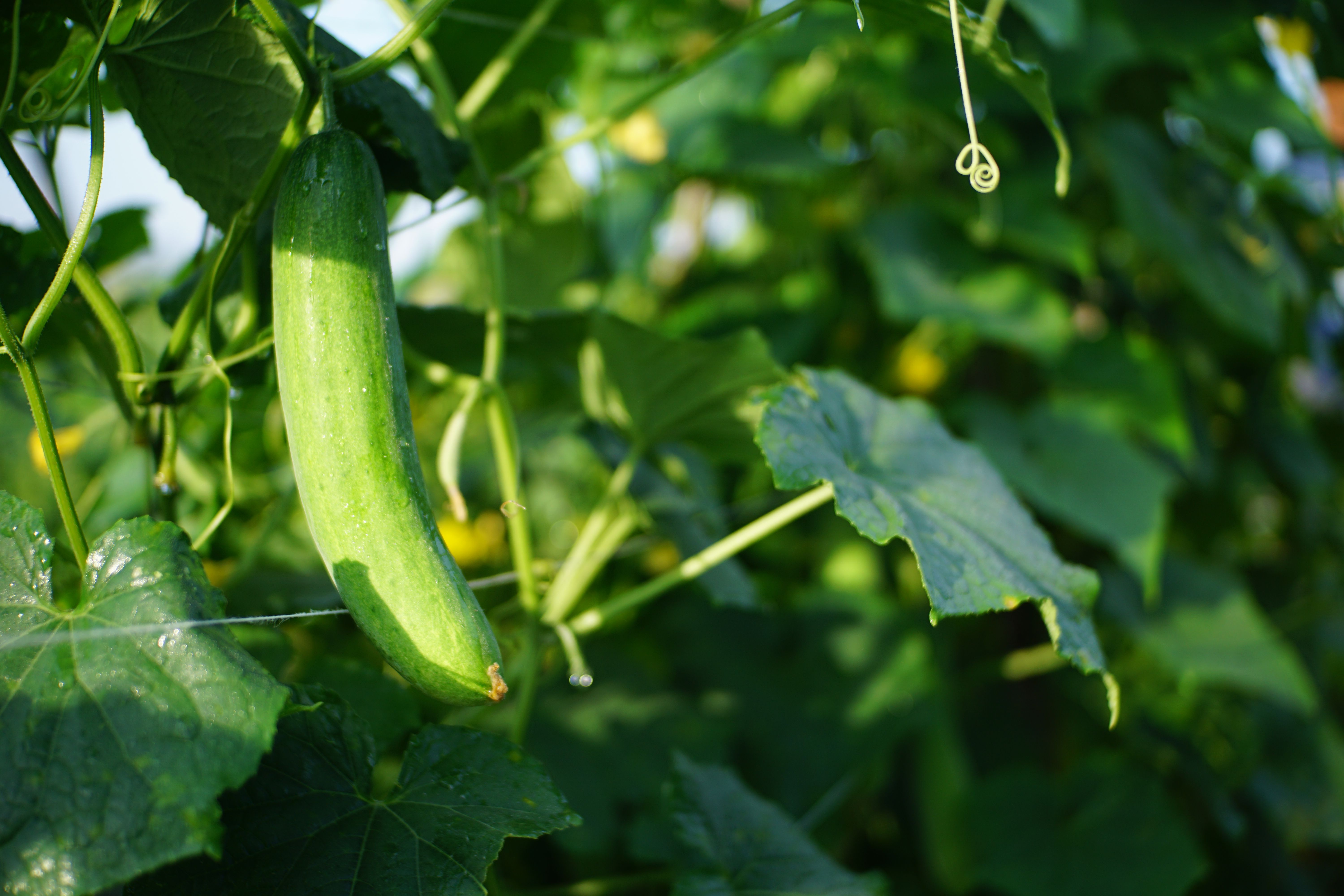 Cucumber+Botanical+Illustration Photos, Download The BEST Free Cucumber ...
