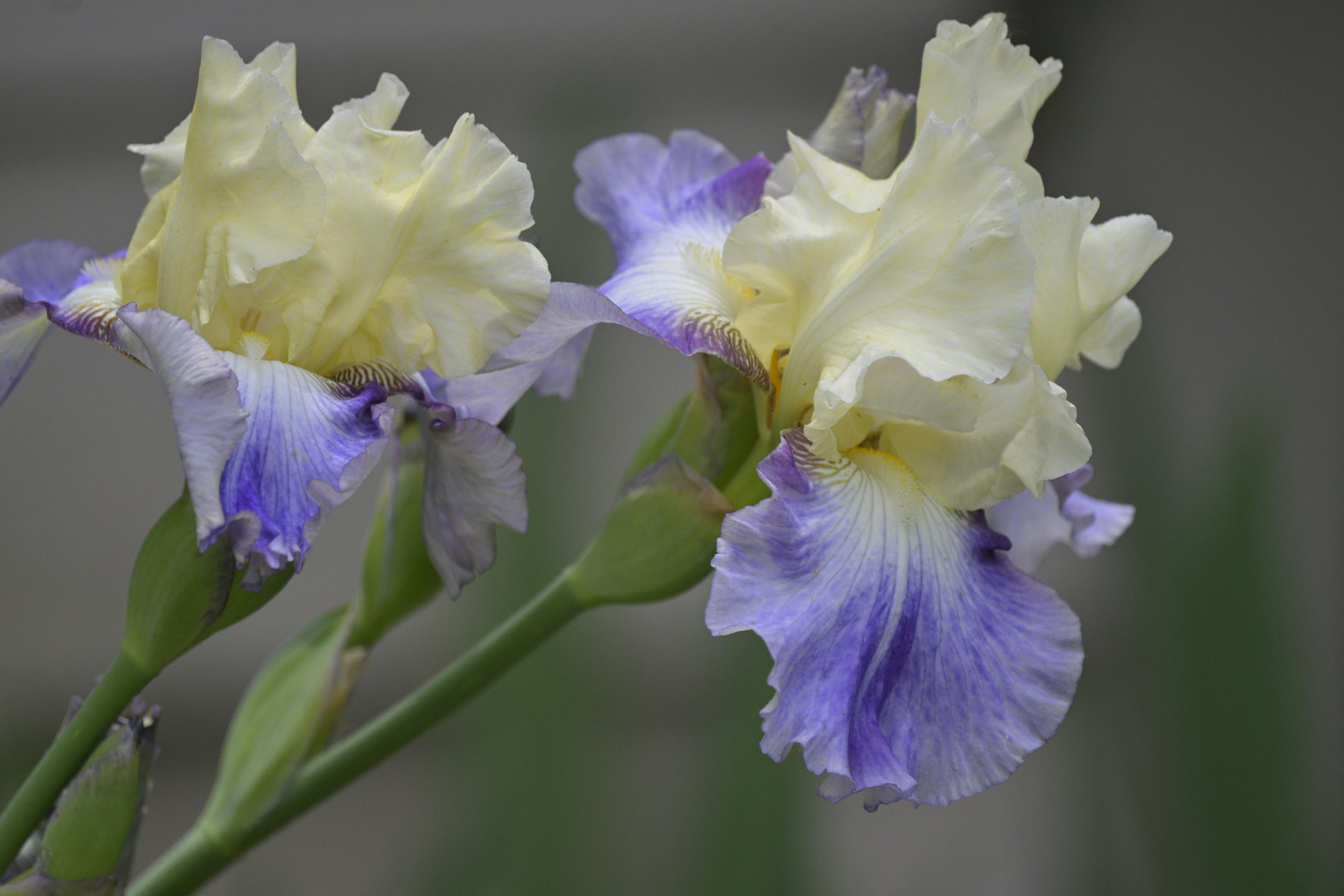 Moonyoung Jeong Iris Photos, Download The BEST Free Moonyoung Jeong Iris Stock Photos & HD Images