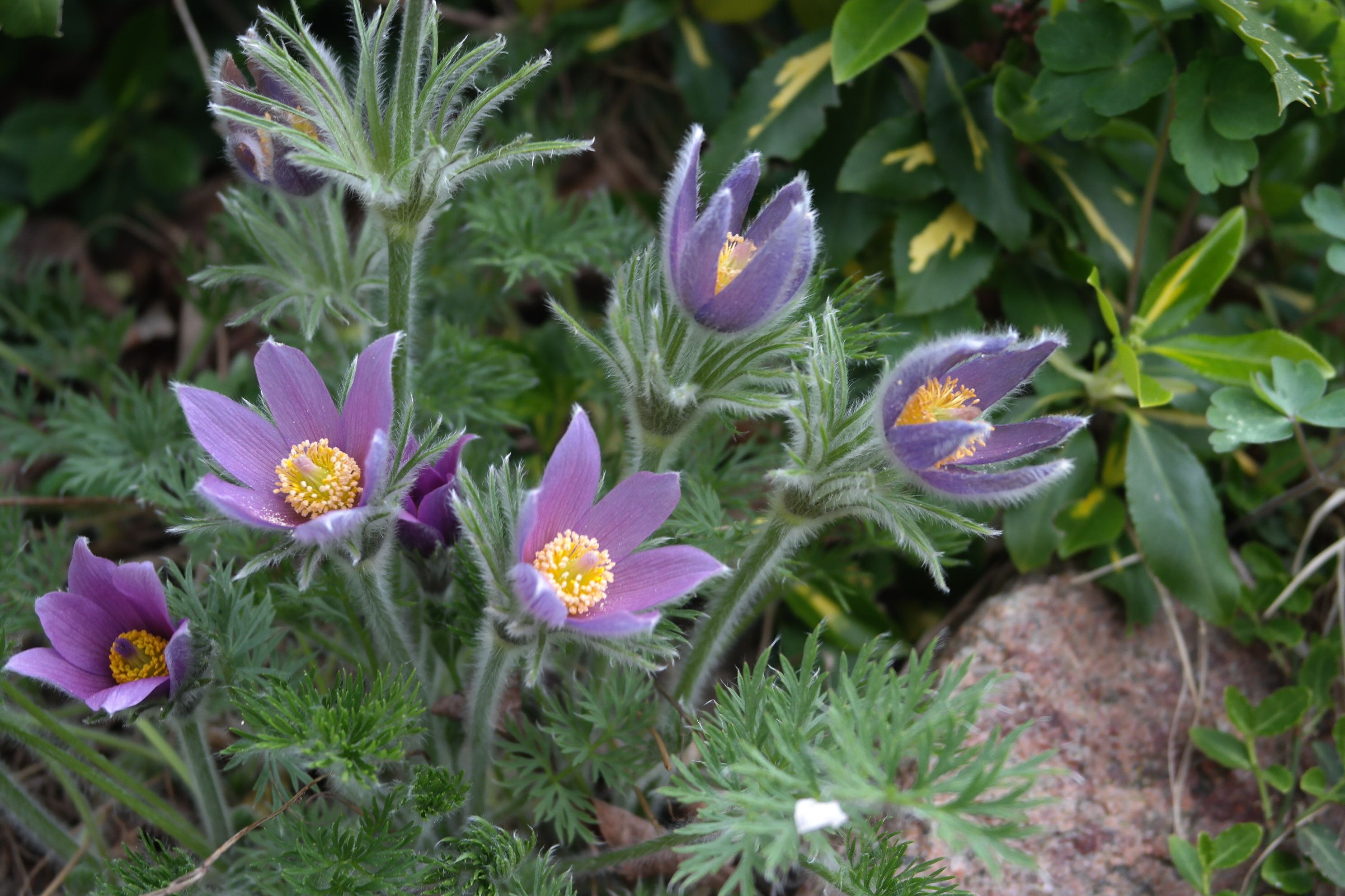 Beautiful Purple Pasque Flowers in Springtime · Free Stock Photo