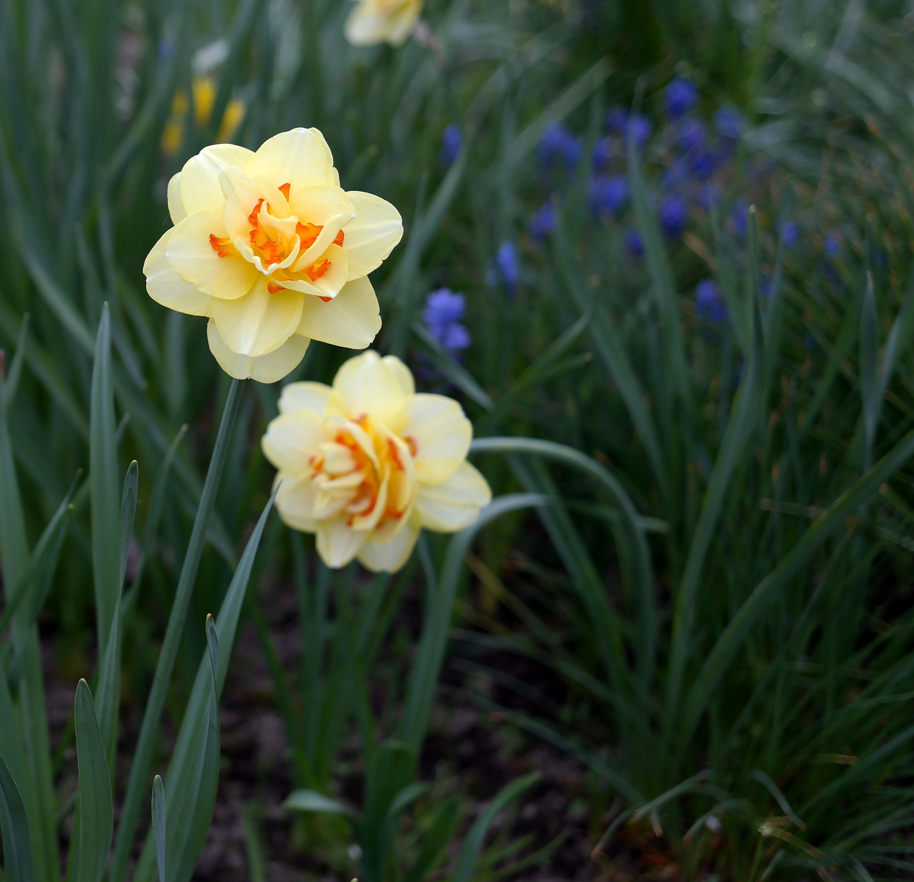 Vibrant Daffodils in Spring Garden Setting · Free Stock Photo