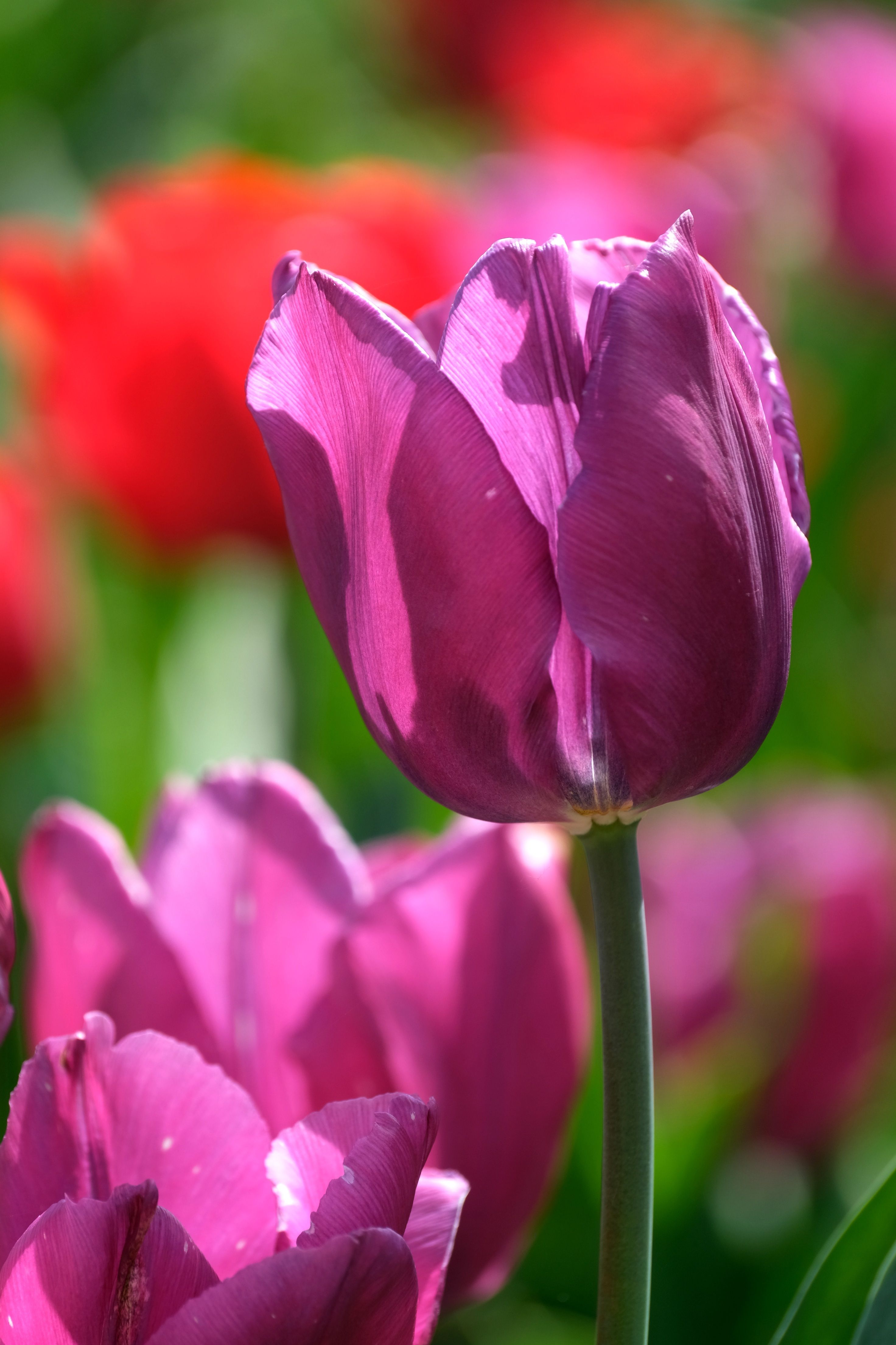 Vibrant Purple Tulip in Bloom During Spring · Free Stock Photo
