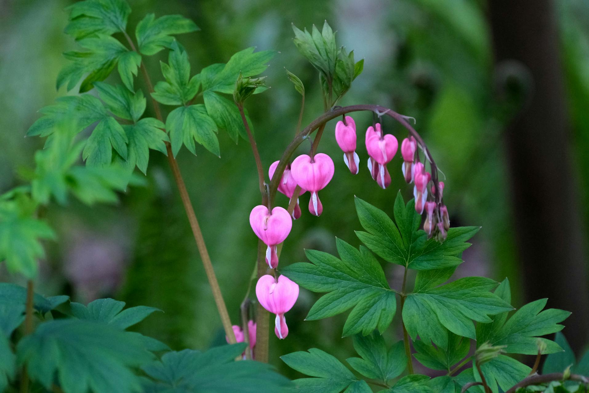 Luzon Bleeding Heart Dove: Species Overview & Range