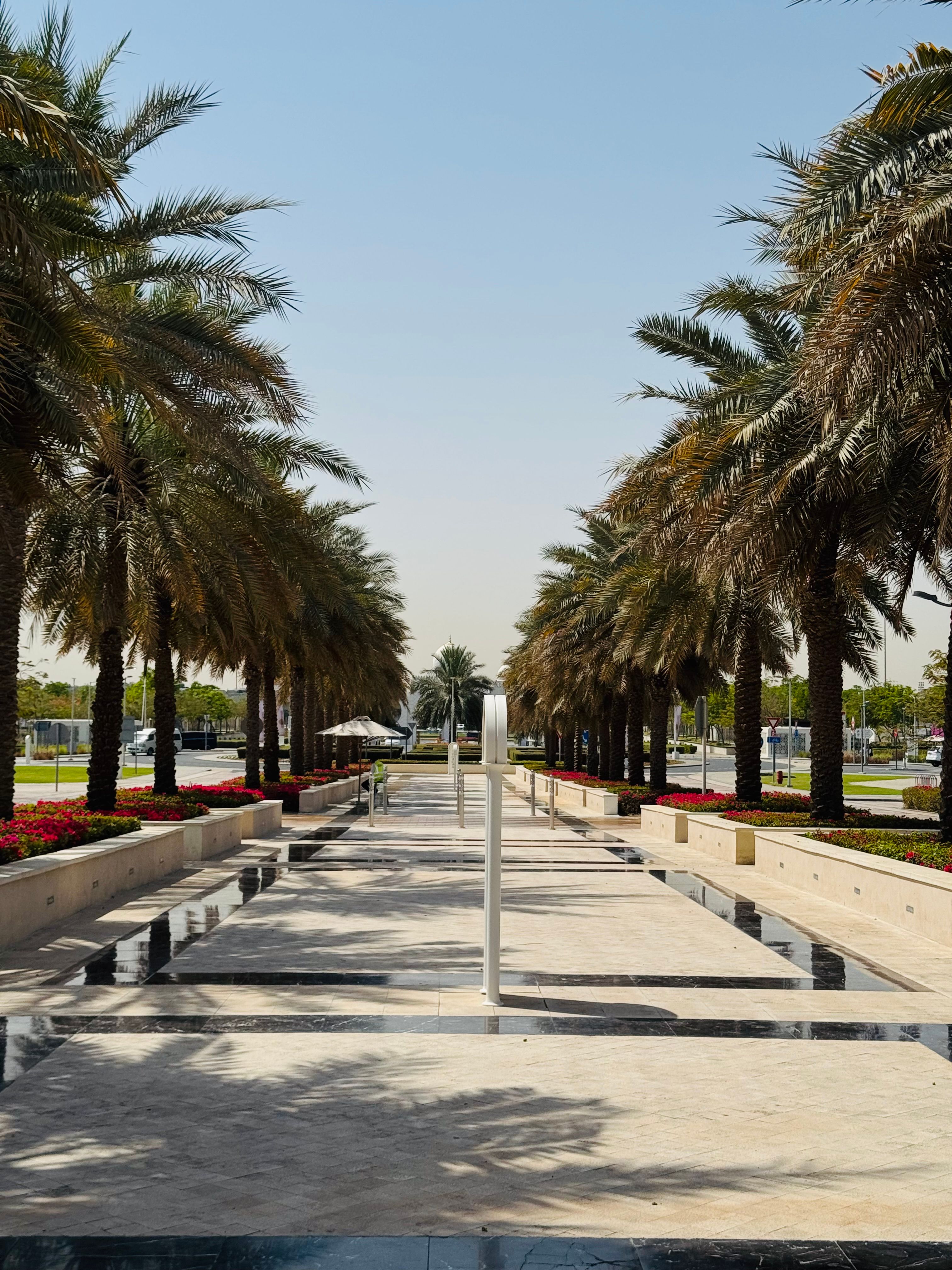 Palm-Lined Walkway in Urban Park Setting · Free Stock Photo