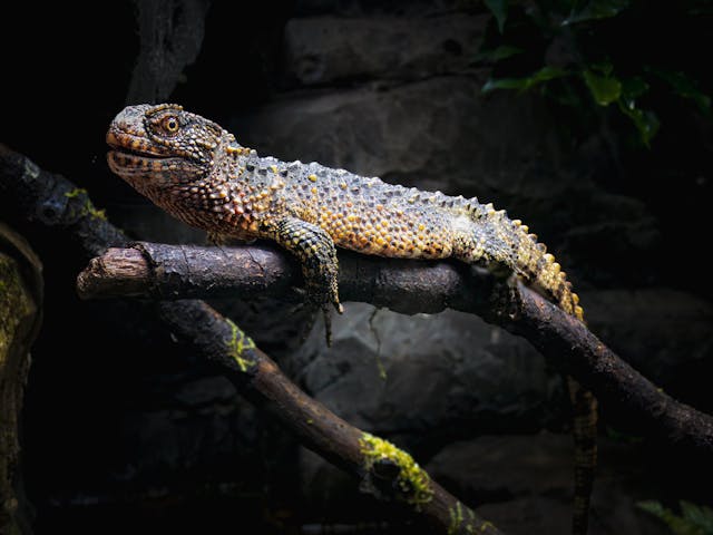 Chinese Crocodile Lizard Care: Easy Guide for Beginners