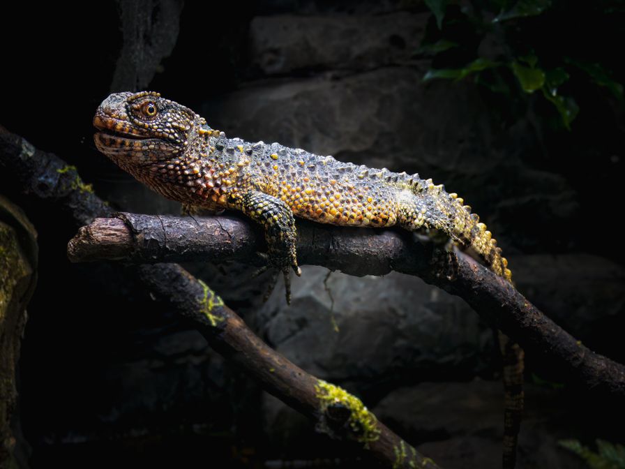 Chinese Crocodile Lizard: Fun Facts and Care Tips