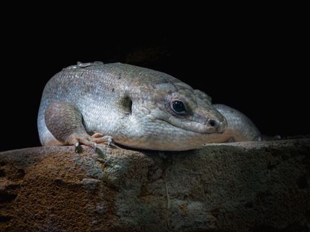 Mexican Alligator Lizard: Care, Habitat, and Fun Facts