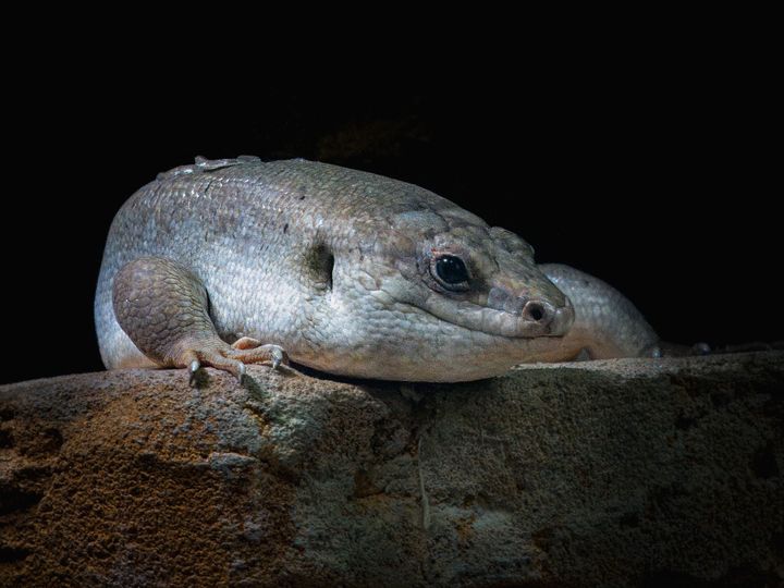 Mexican Alligator Lizard: Care, Habitat, and Fun Facts