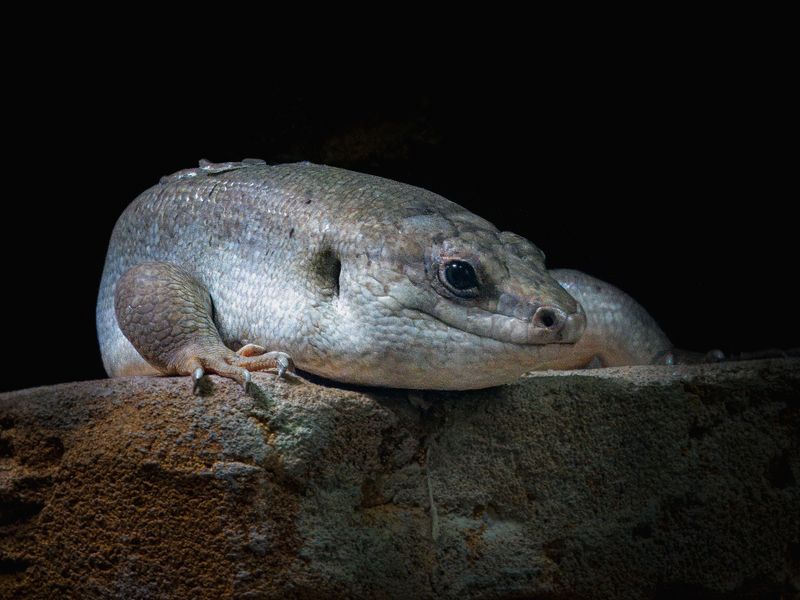 Mexican Alligator Lizard: Care, Habitat, and Fun Facts
