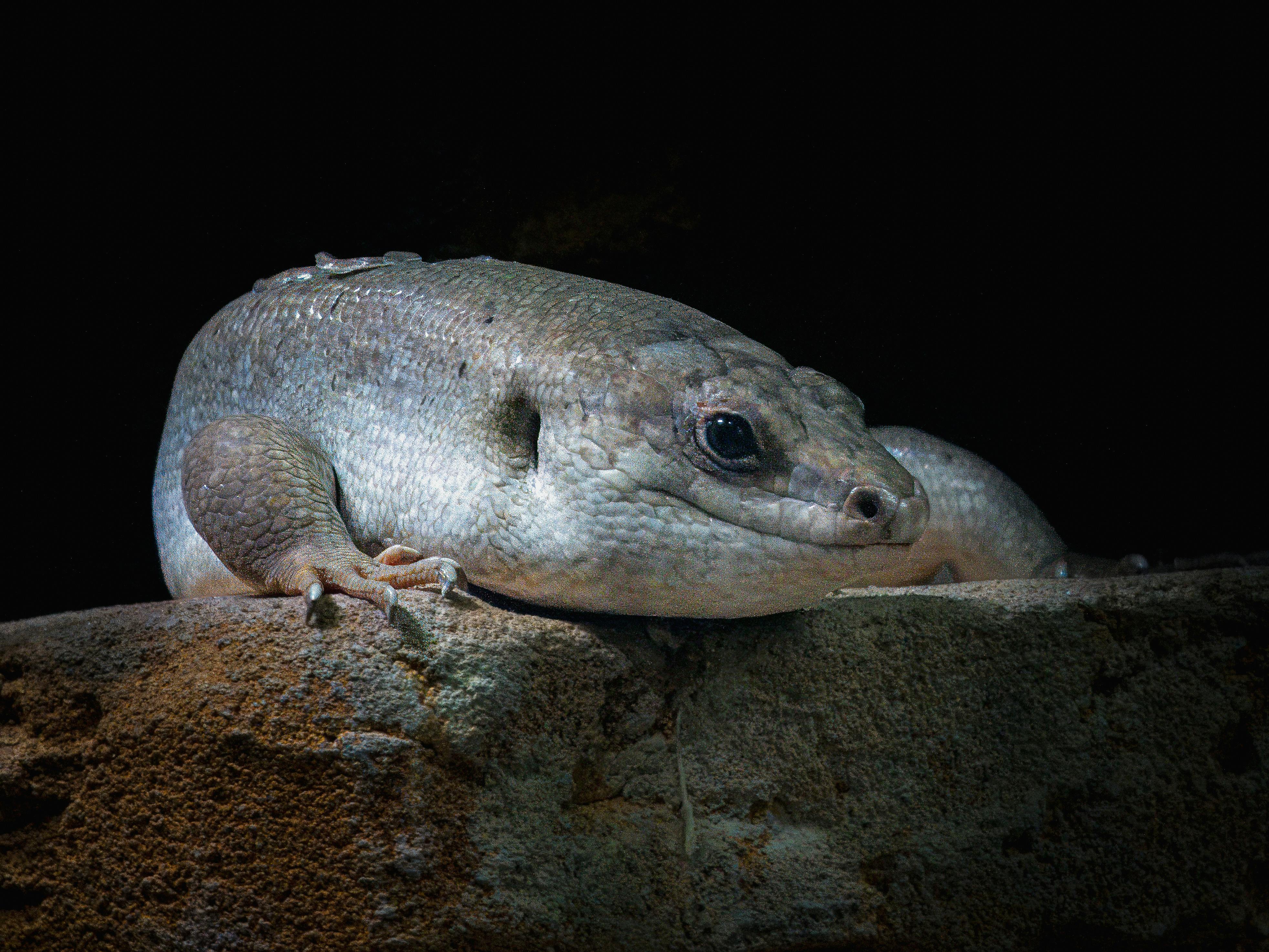 Close-Up of a Mexican Mole Lizard on Rock · Free Stock Photo