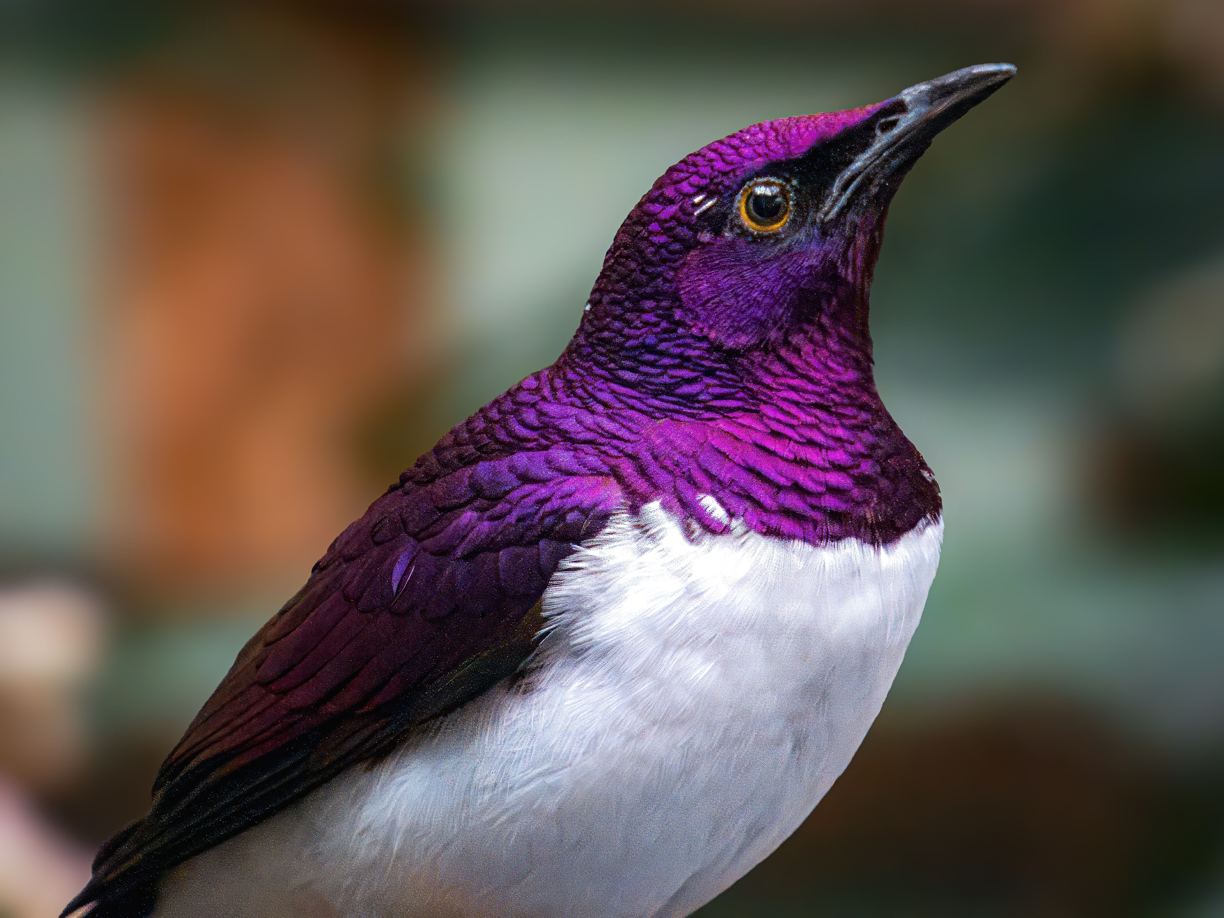 Vibrant Violet-Backed Starling Close-Up Portrait · Free Stock Photo