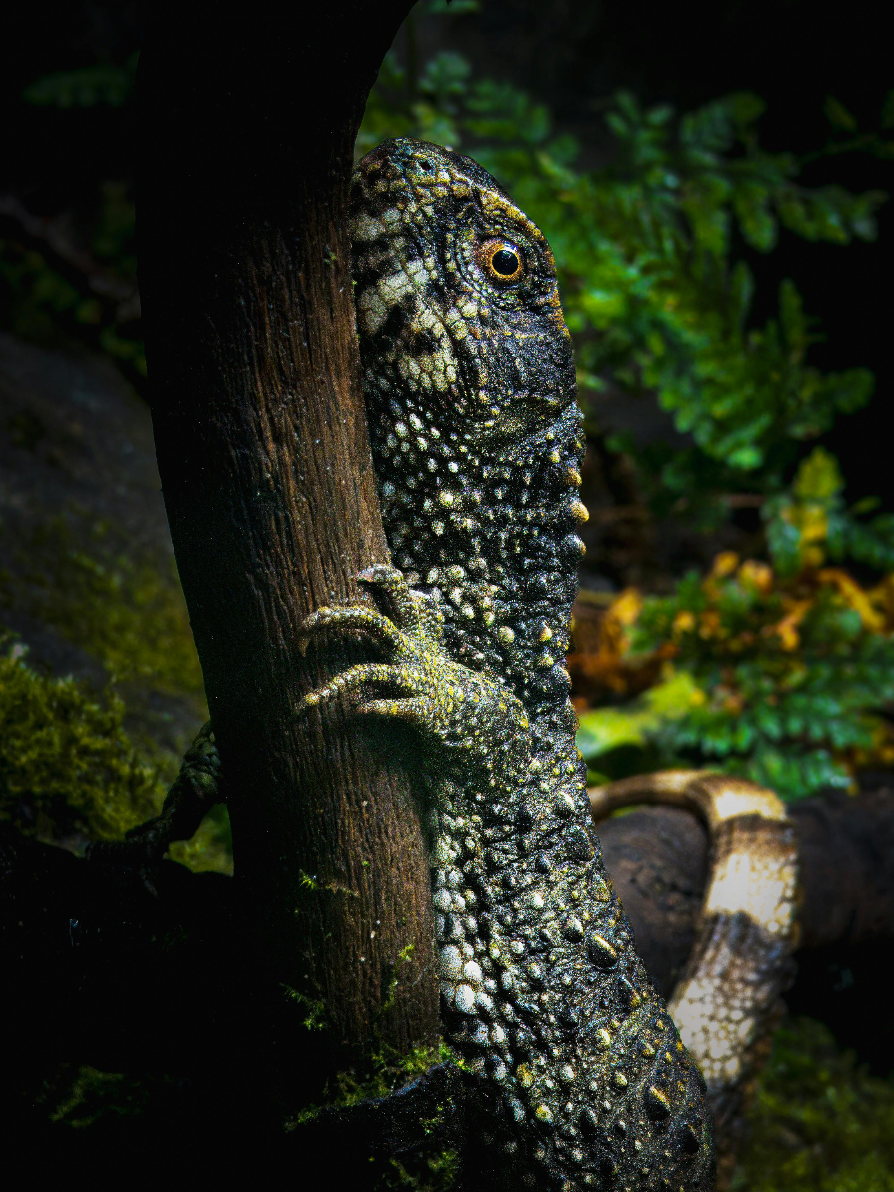 Close-up of Borneo Earless Monitor Lizard on Branch · Free Stock Photo