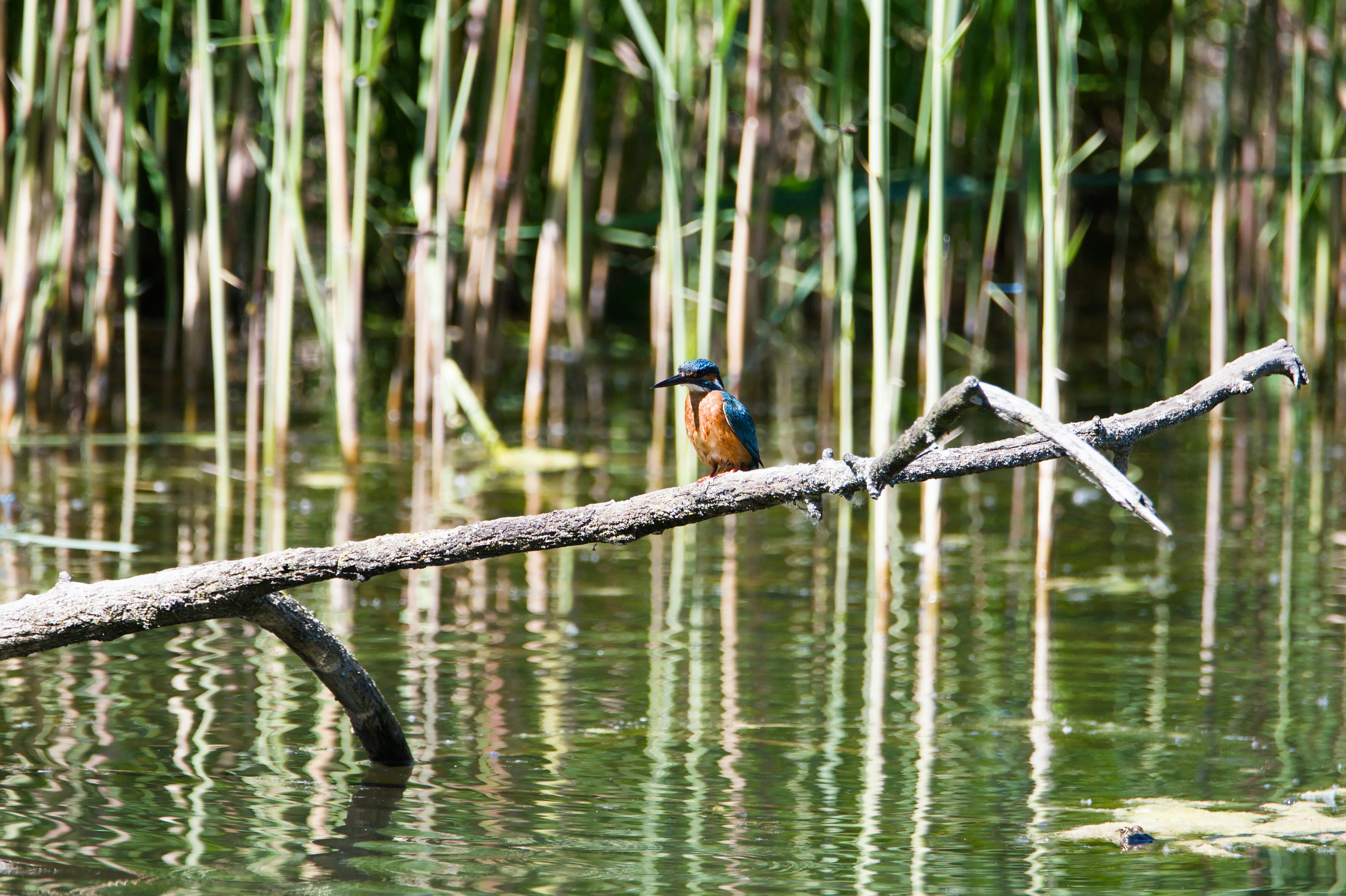 Ried Photos, Download The BEST Free Ried Stock Photos & HD Images