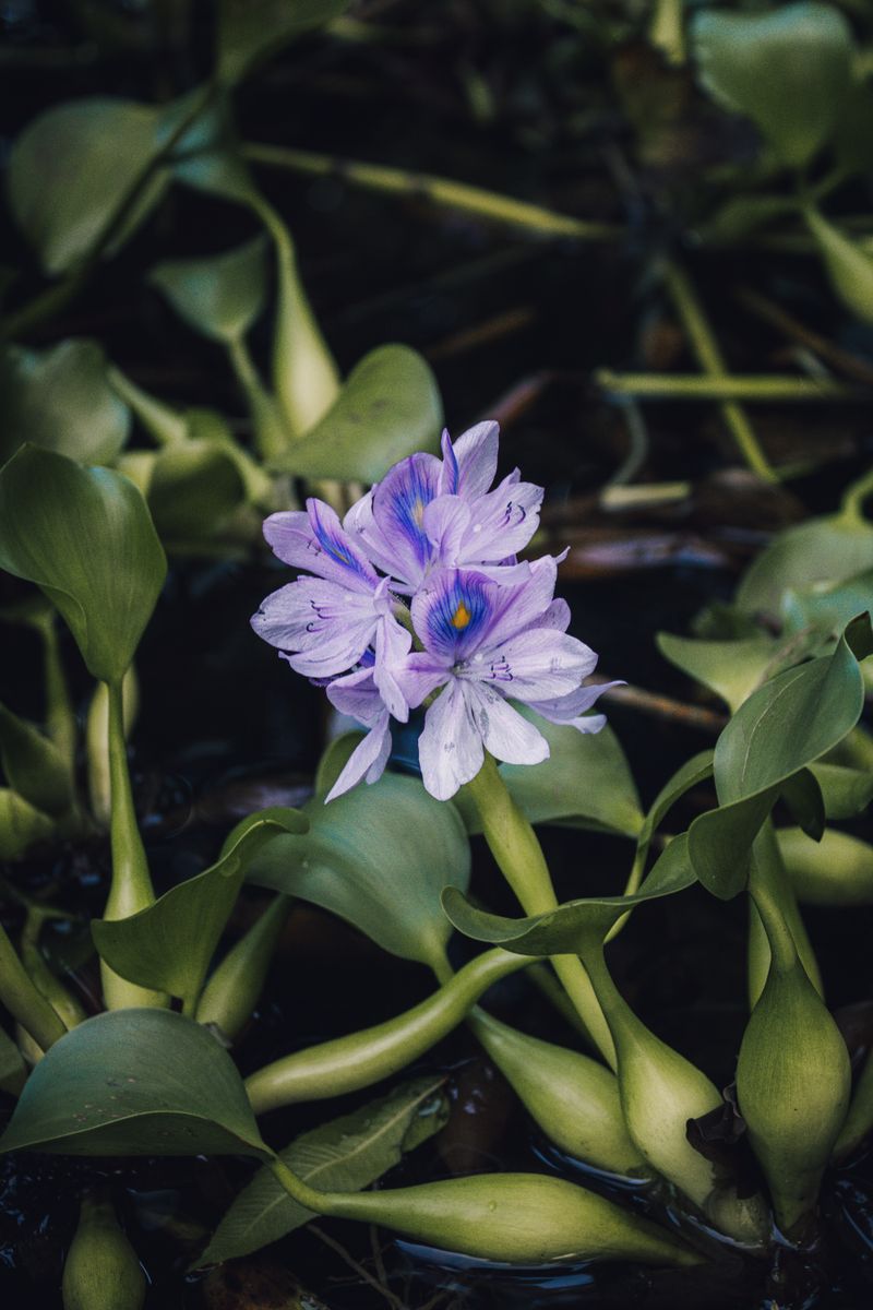 Water Hyacinth Photos, Download The BEST Free Water Hyacinth Stock ...