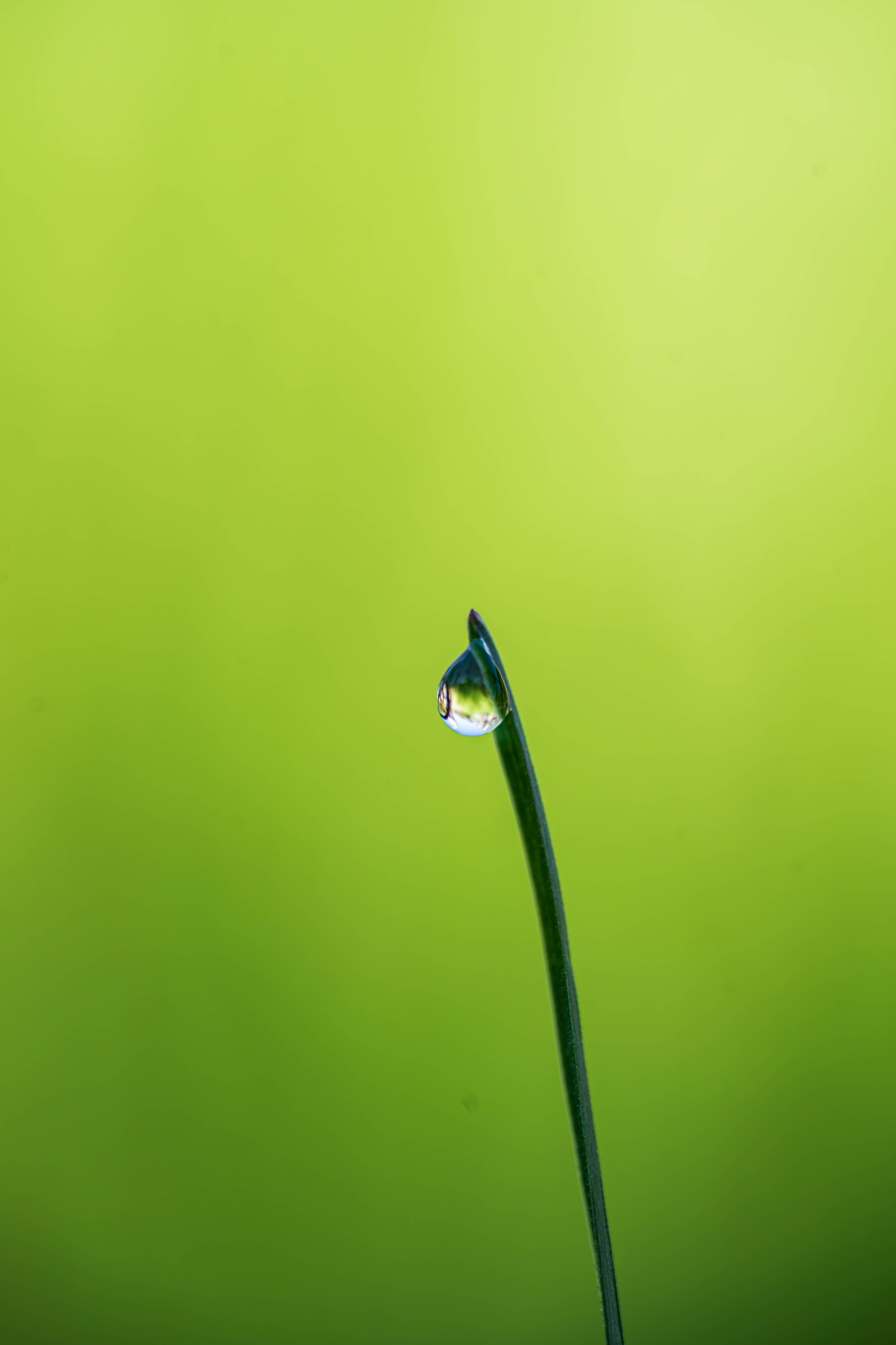 Macro Photography of Dew Drop on Green Leaf · Free Stock Photo