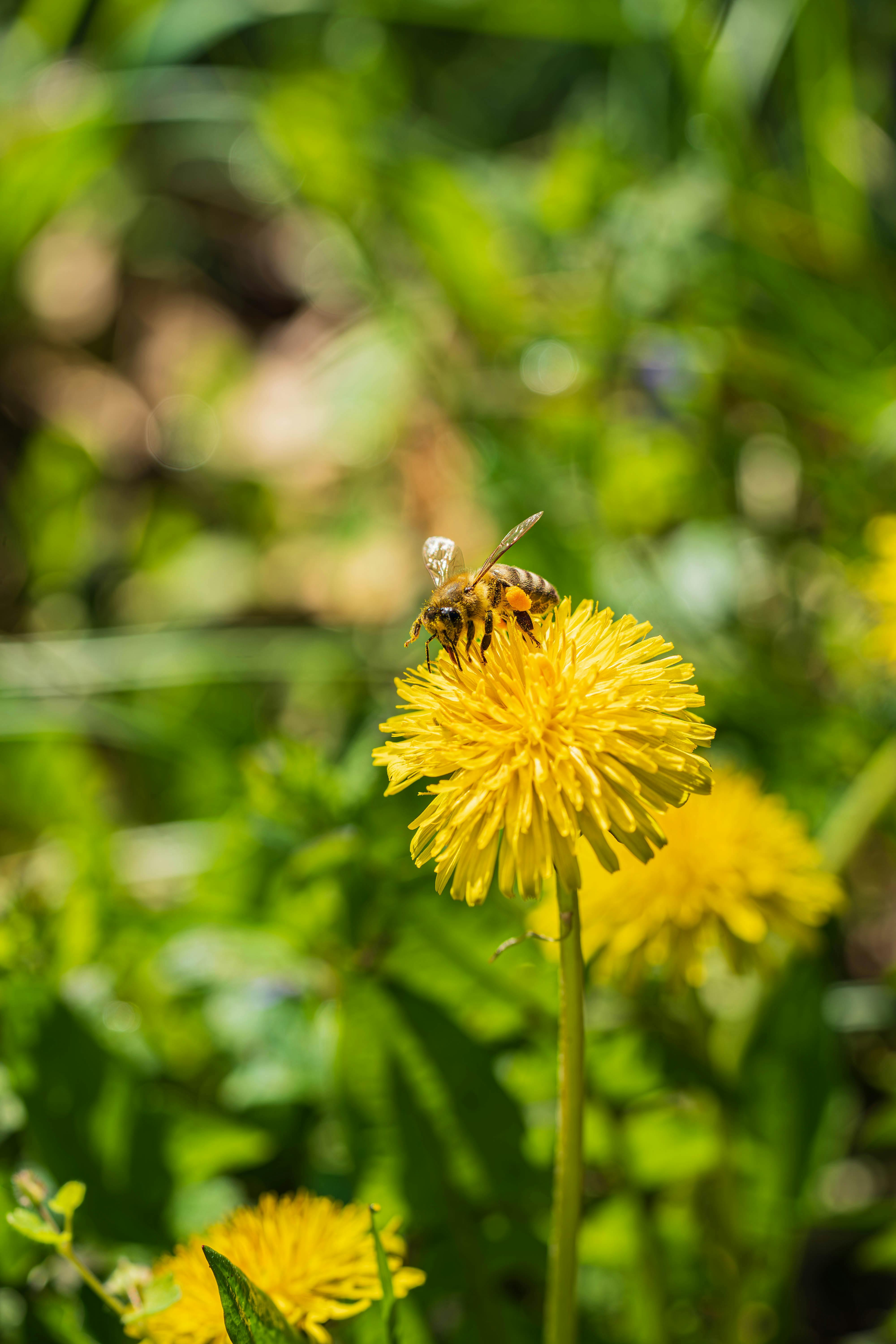 Mulut Berapi API Photos, Download The BEST Free Mulut Berapi API Stock ...